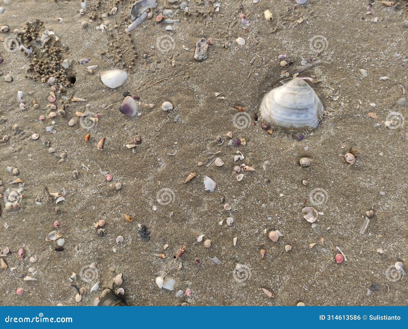 Fossil Snails or Shells on the Beach Stock Photo - Image of animal ...