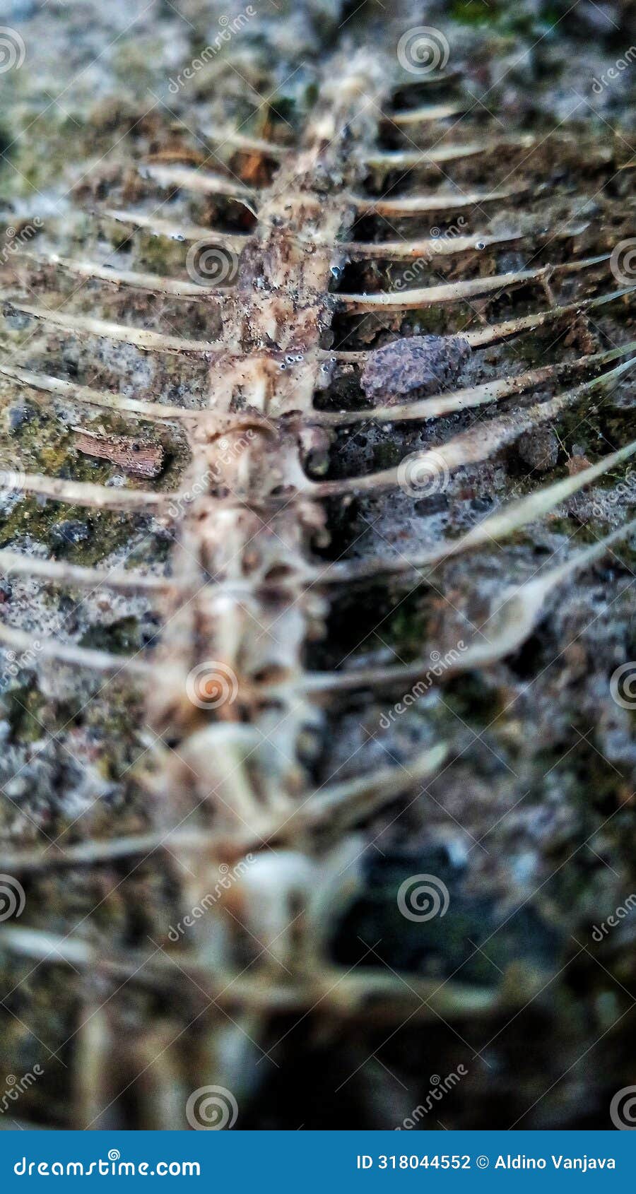 Fossil Spines of Long-dead Fish Stock Photo - Image of fossil, spines ...