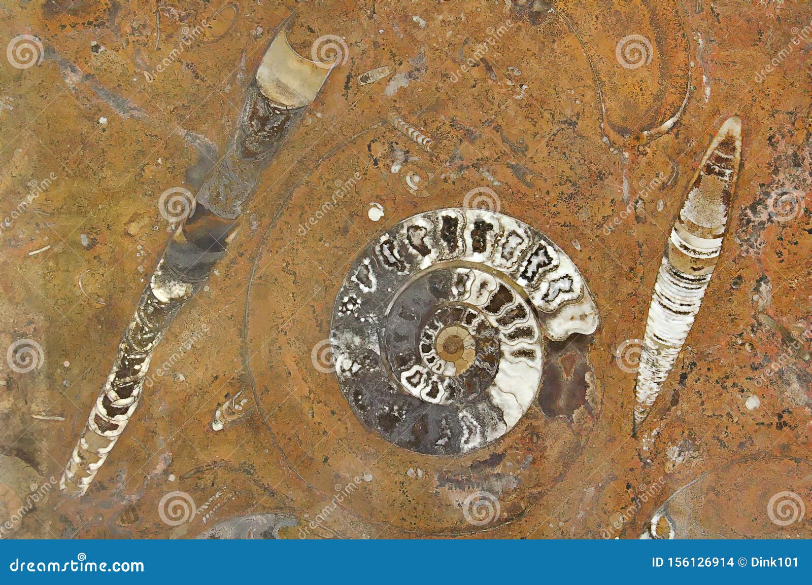 Fossil Spiral Shell and Ancient Petrified Organisms in Granite Stock ...
