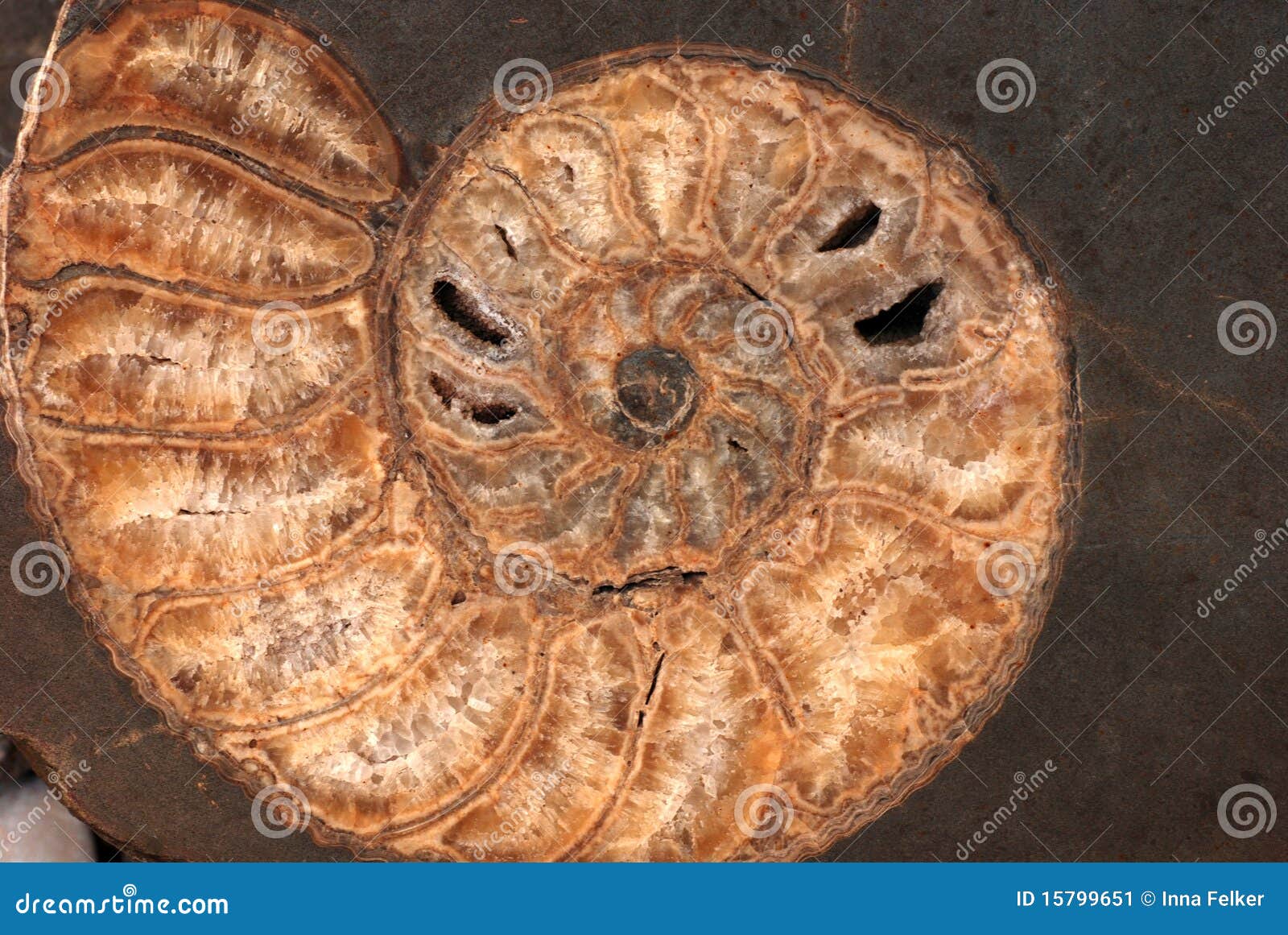 Fossil stone stock image. Image of materials, macro, ammonite - 15799651