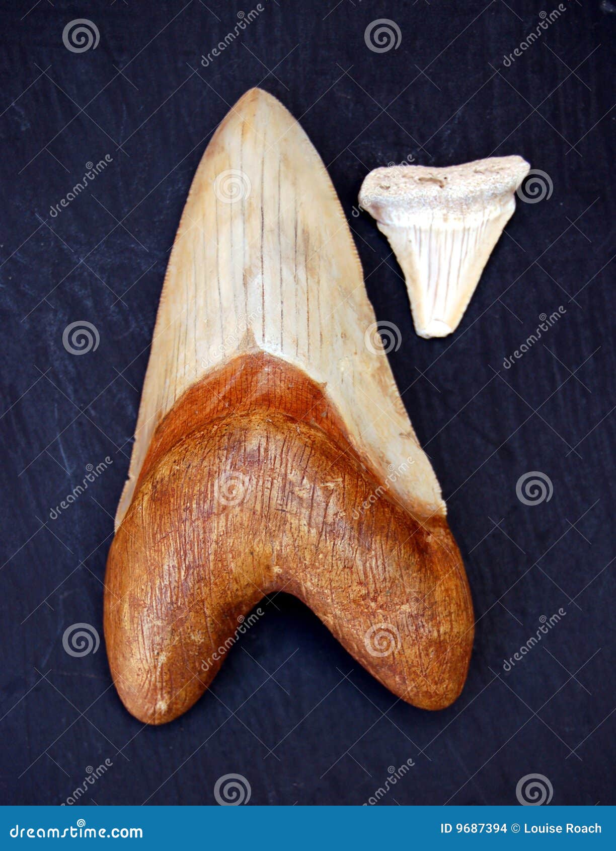 Fossil Teeth stock photo. Image of ocean, fossil, paleontology - 9687394