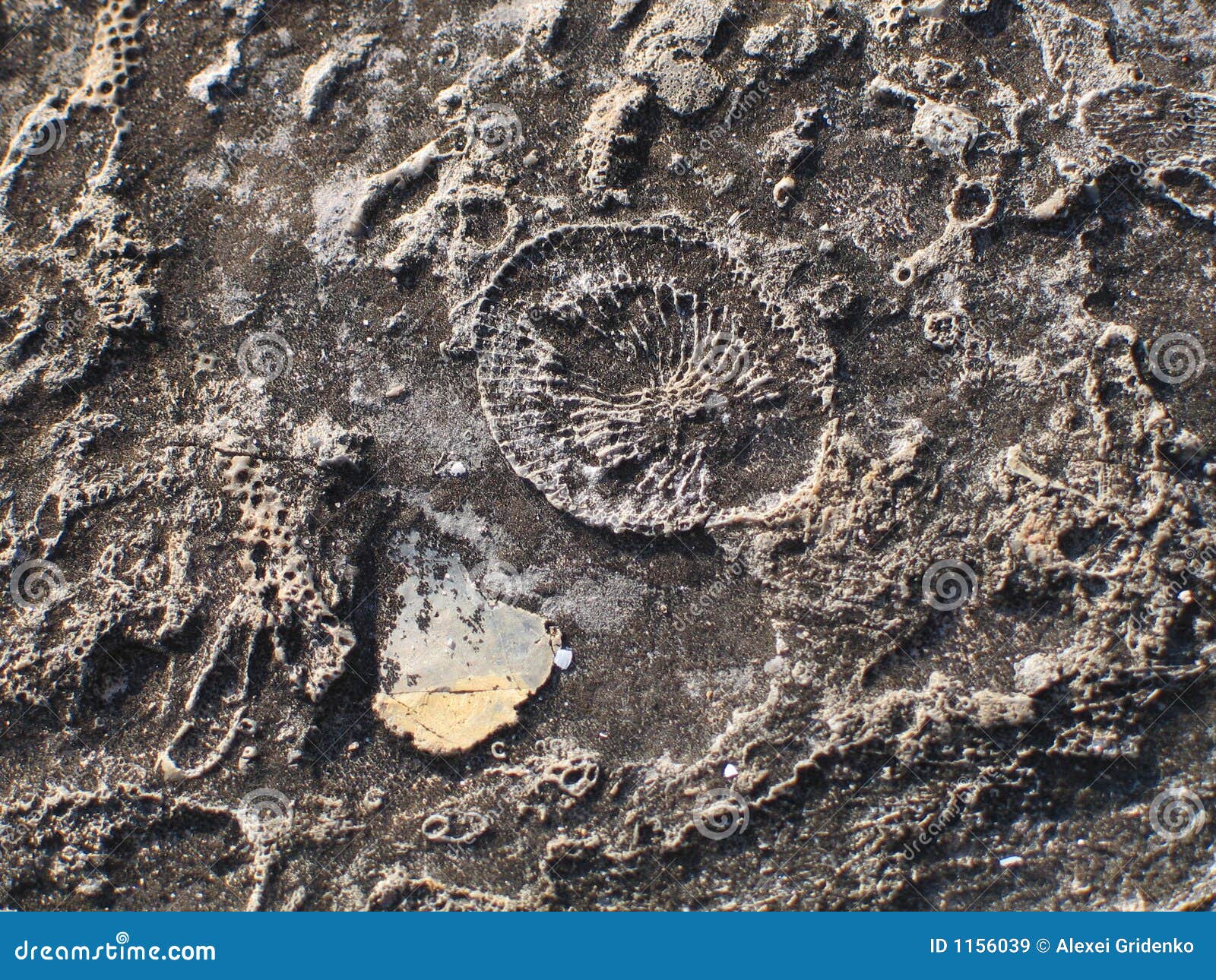 Fossil texture stock image. Image of erie, texture, stone - 1156039