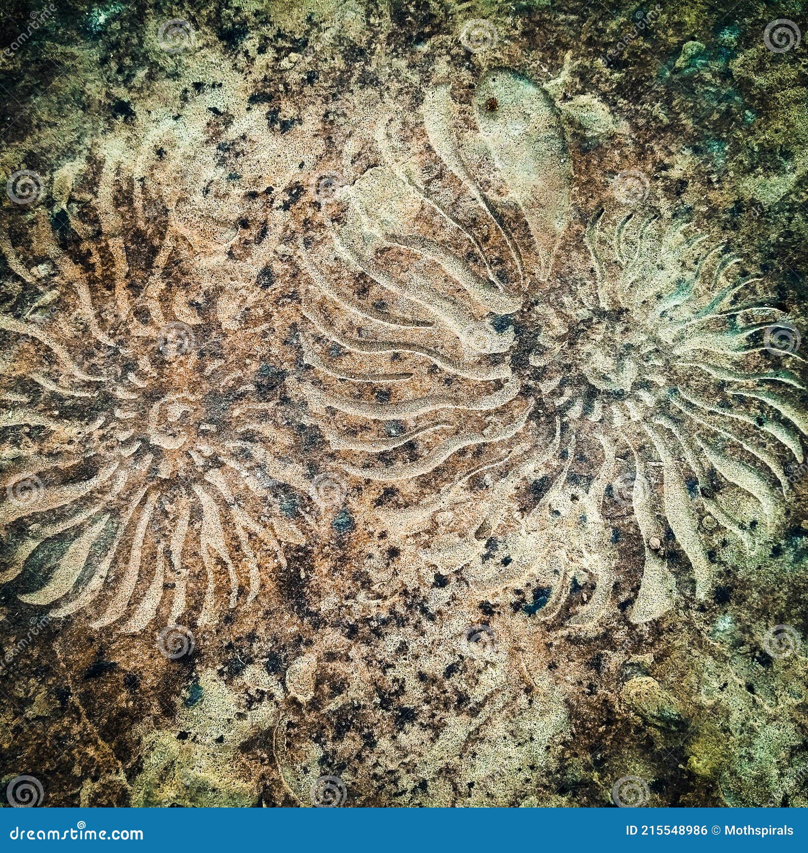 Fossil Texture Rock stock photo. Image of leaf, rock - 215548986