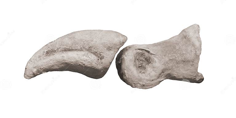Fossil Toe Bones of a Dinosaur Isolated. Stock Image - Image of bones ...