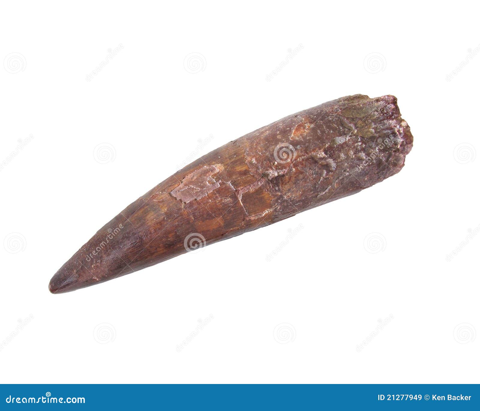 Fossil Tooth stock image. Image of isolated, tooth, theropod - 21277949