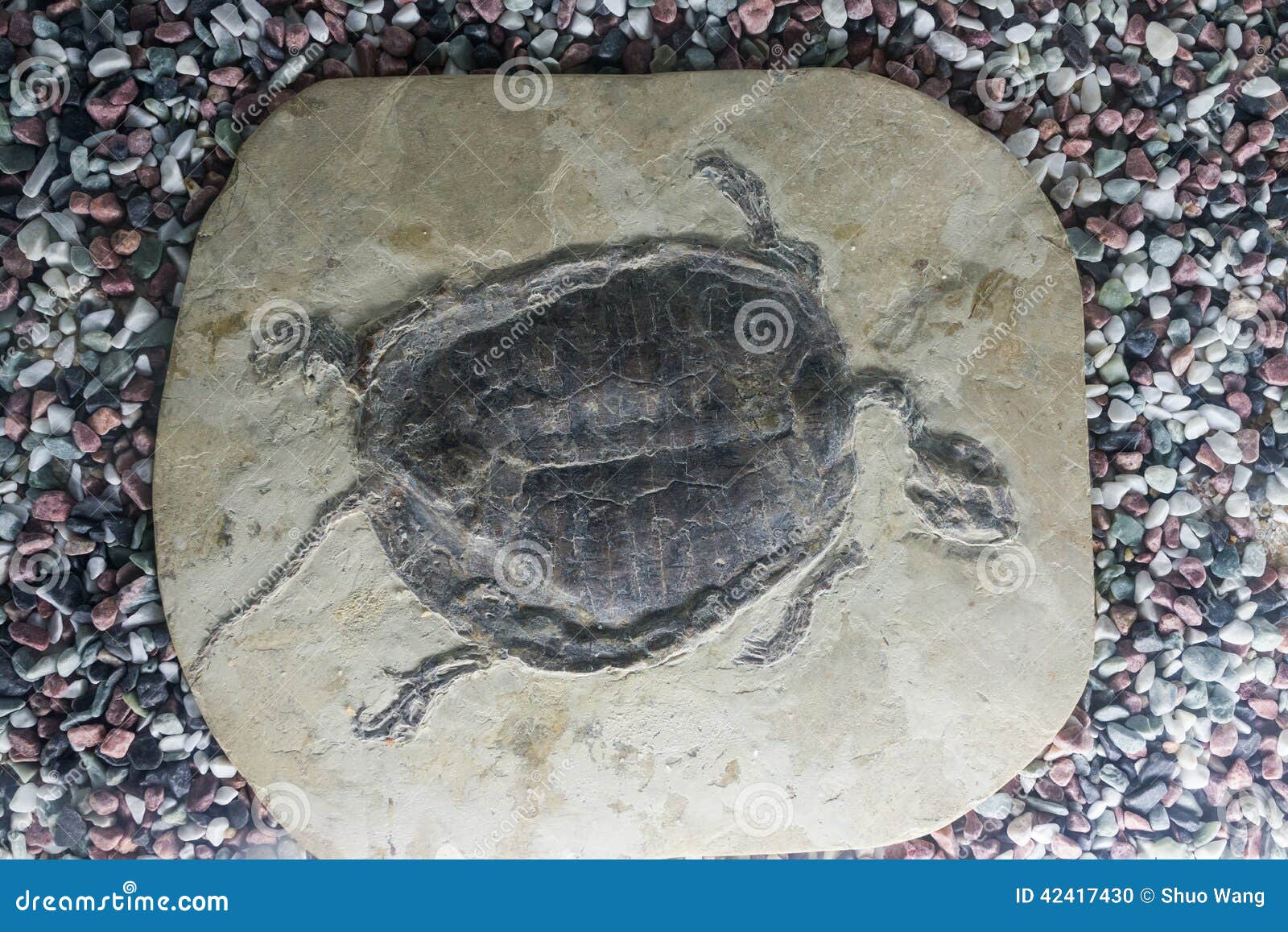 Fossil tortoise stock photo. Image of stone, paleontology - 42417430