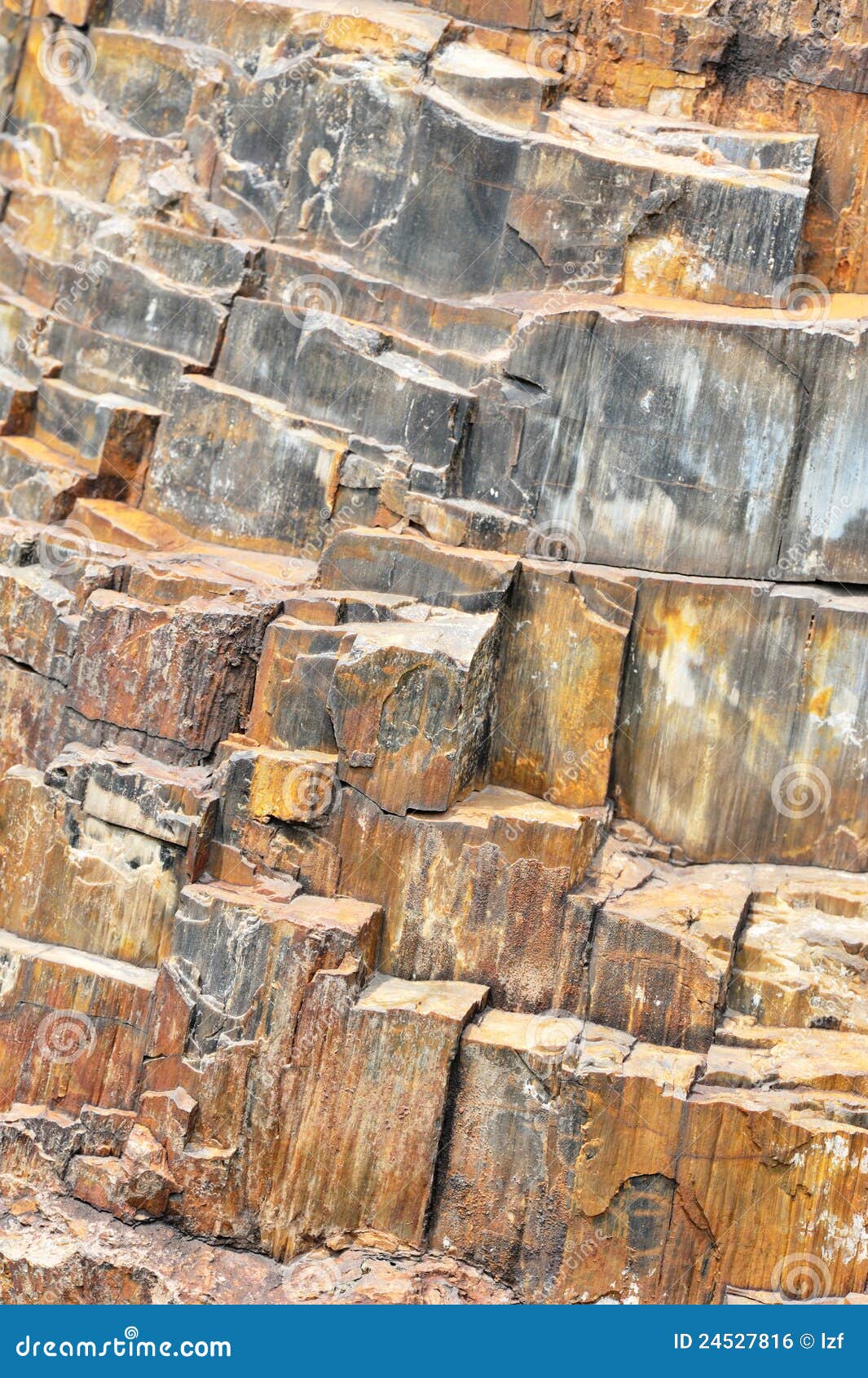 Fossil tree stock photo. Image of tree, forest, plant - 24527816