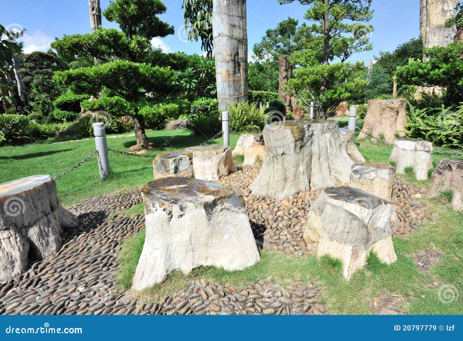 Fossil tree stump stock image. Image of large, ficus - 20797779