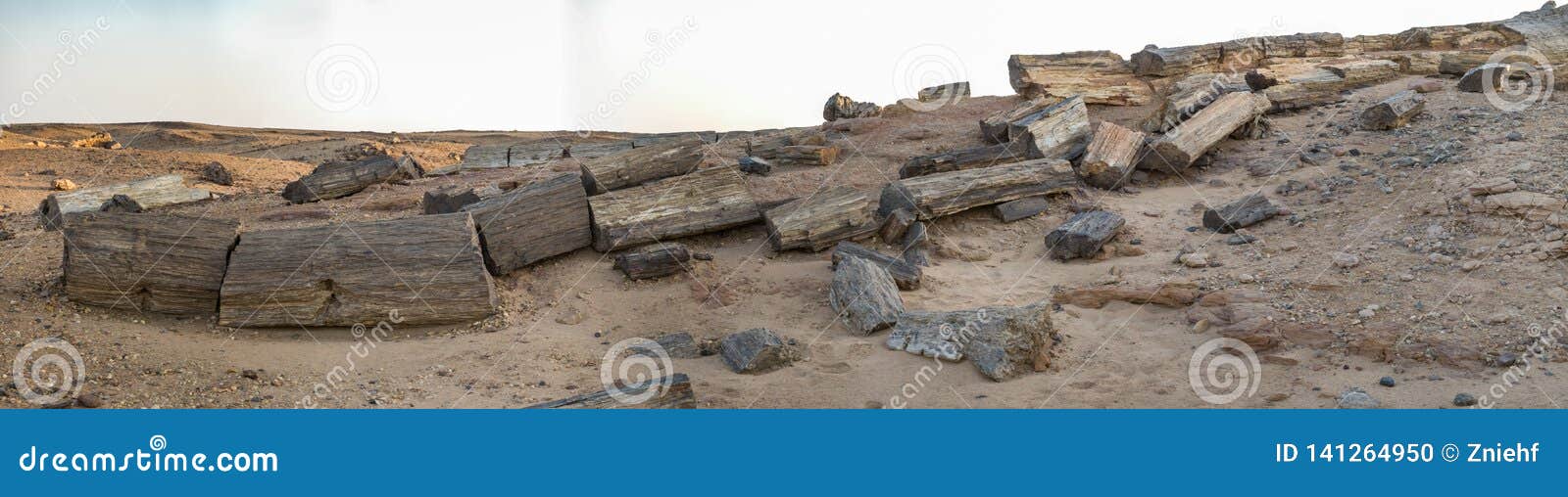 Fossil Tree Trunk Broken into Pieces in the Scree Desert in Sudan ...