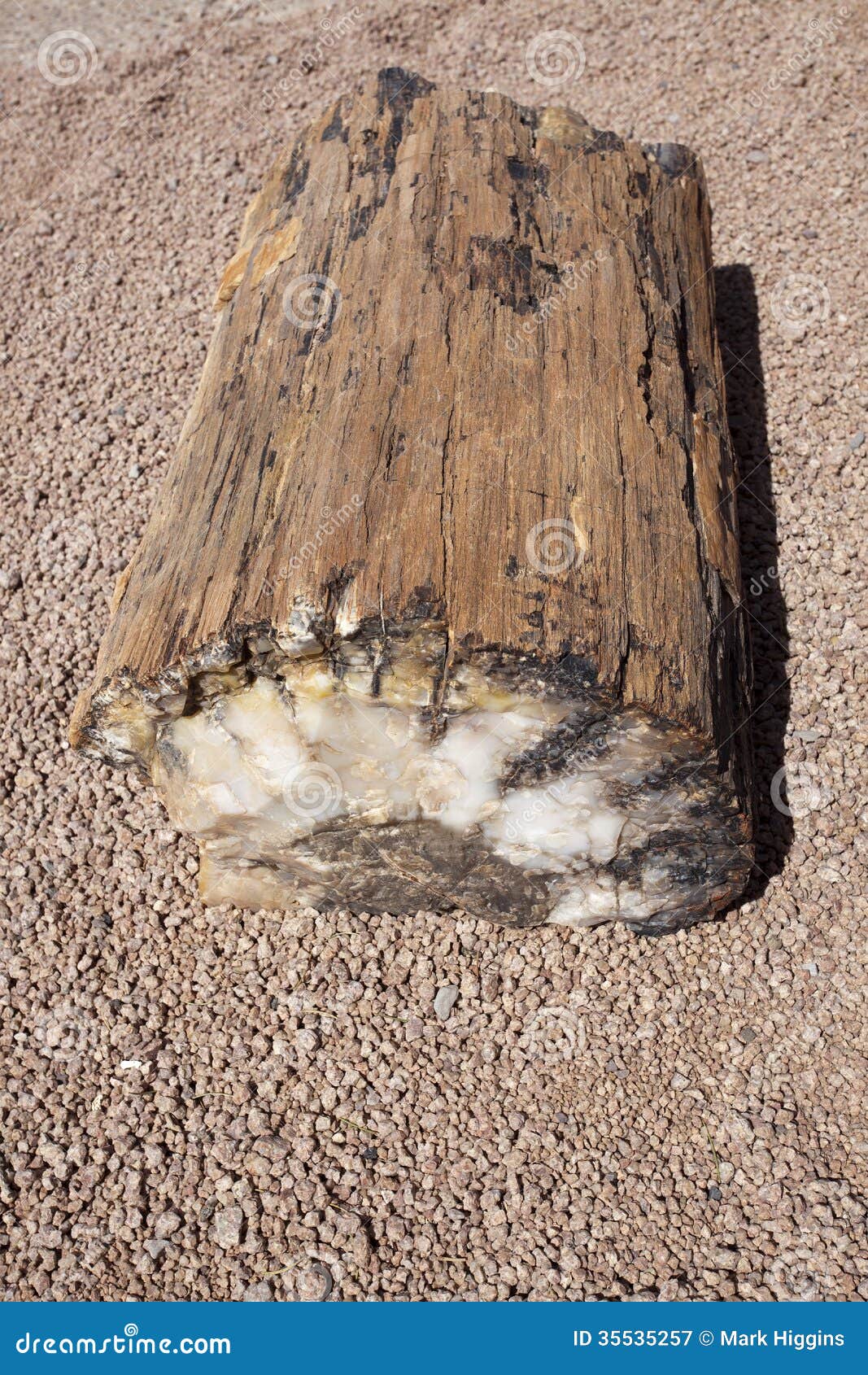 Fossil tree stock image. Image of imprint, aged, paleontology - 35535257