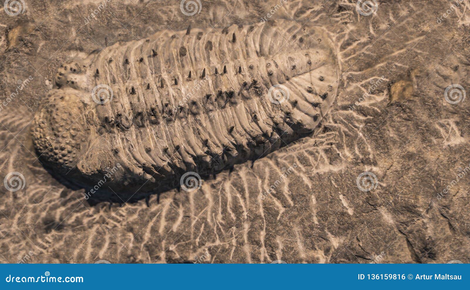 Fossil Trilobites Imprinted in the Sediment. 4 Billion Year Old ... Fossil Trilobites Imprinted in the Sediment. 4 Billion Year Old ...
