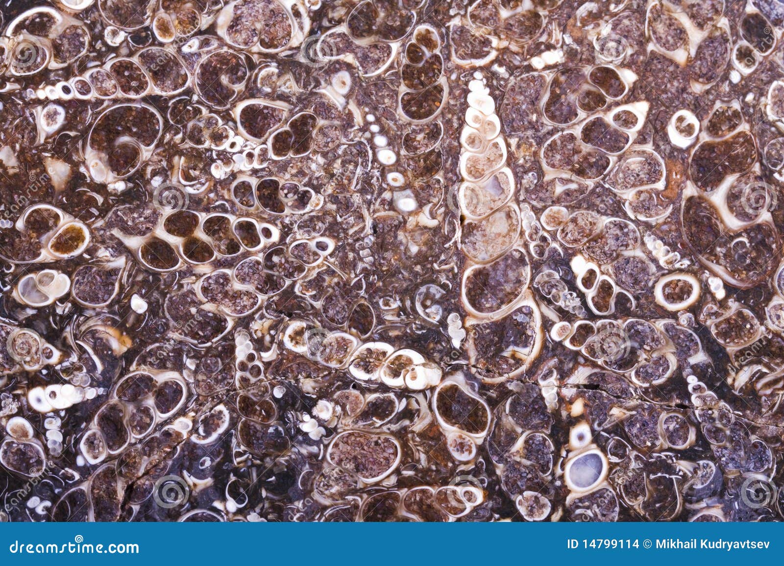 Fossil Turritella Agate Slab Stock Photo - Image of agate, prehistoric ...