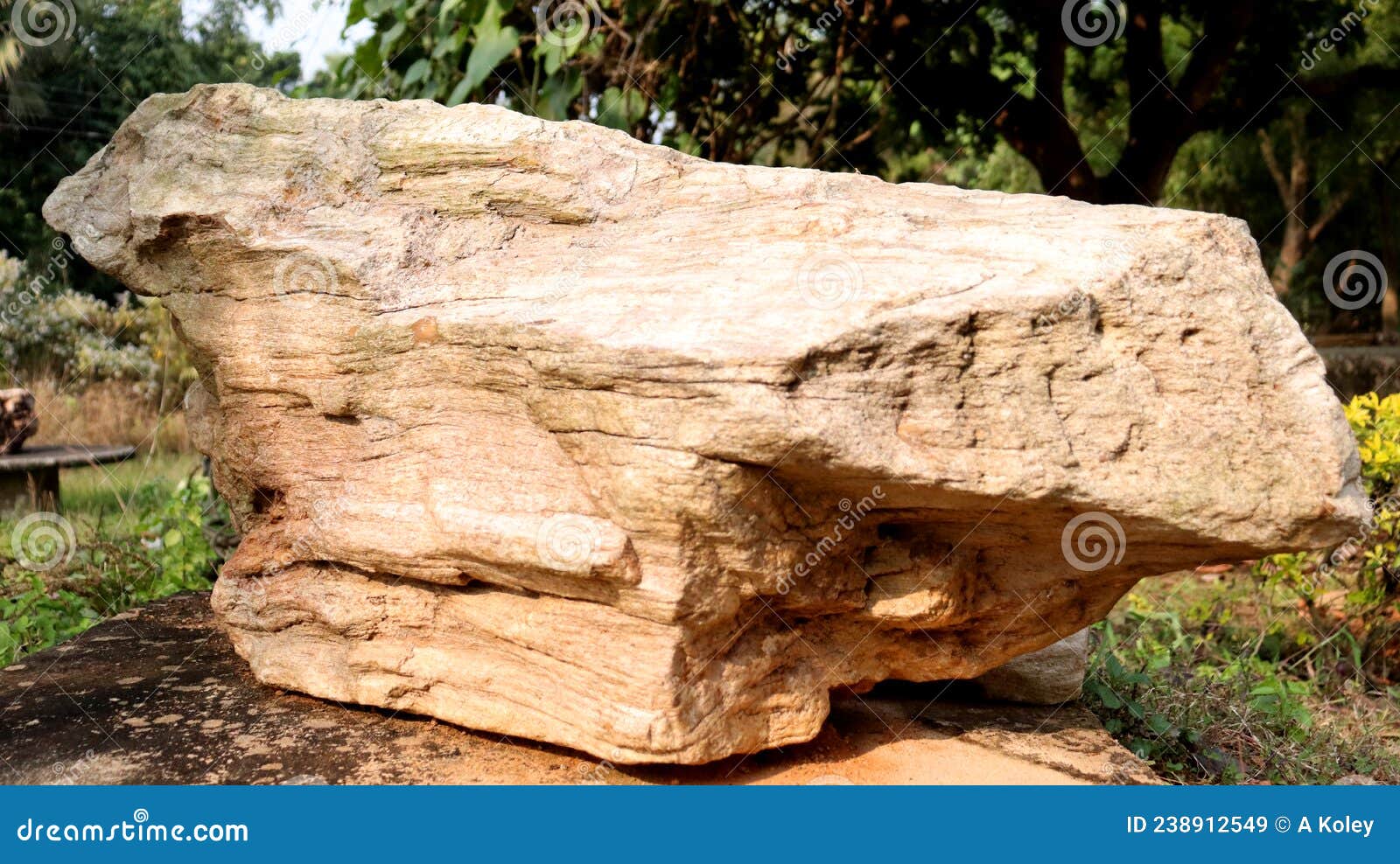Fossil Wood,Petrified Wood are Fossils of Wood that Have Turned To ...