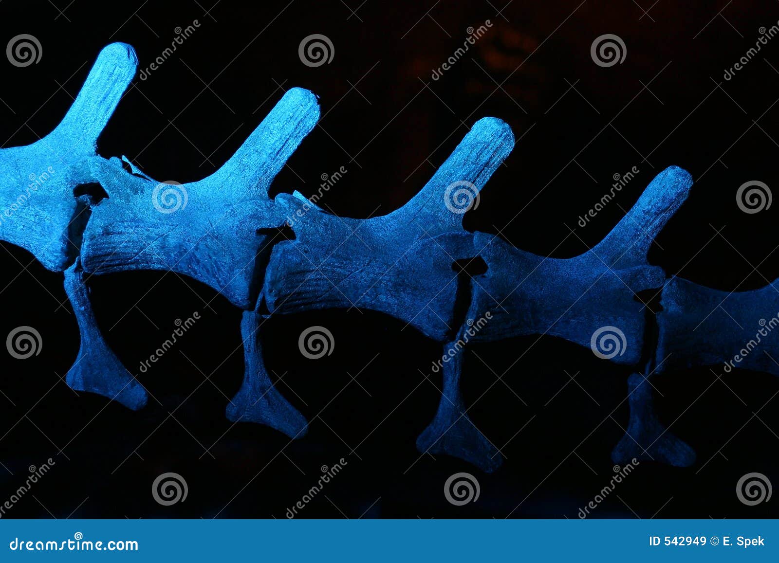 Fossile Backbone stock image. Image of backbone, prehistorical - 542949
