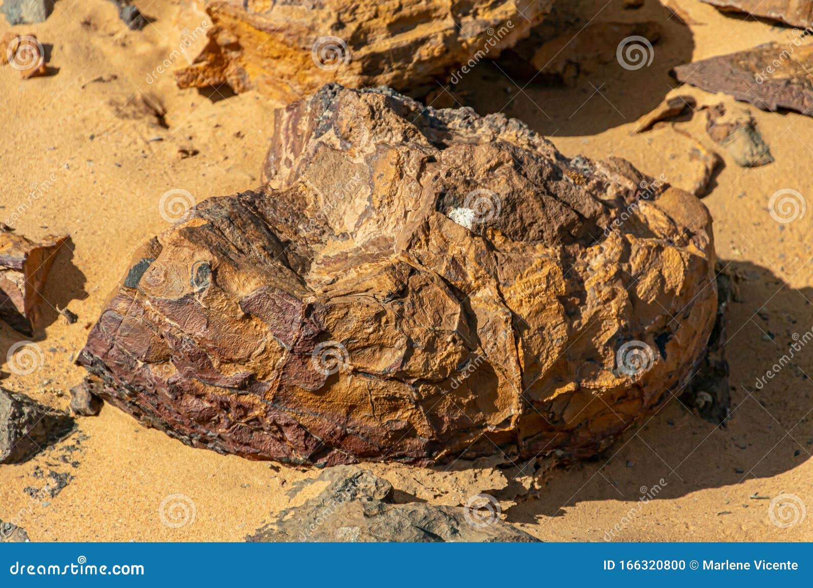 Fossile De Coque De Tortue Dans Le Désert Du Maroc Photo stock - Image ...