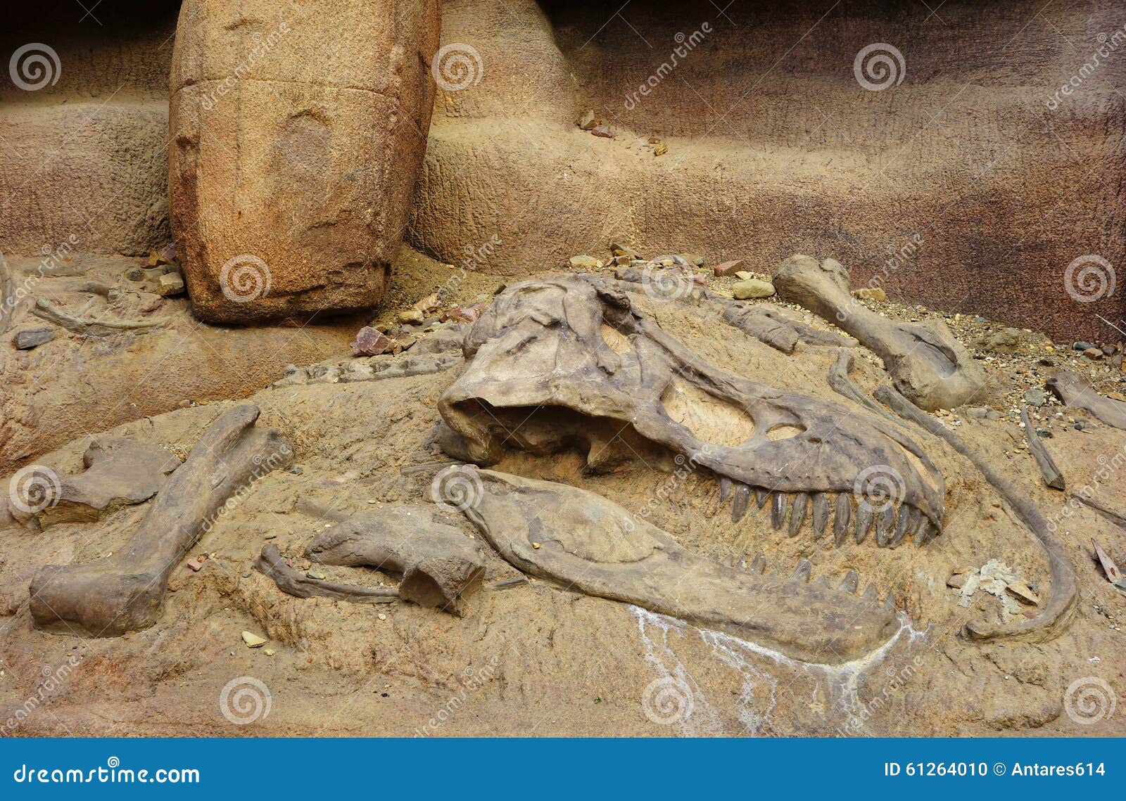 Fossile de dinosaure photo stock. Image du fossile, animal - 61264010