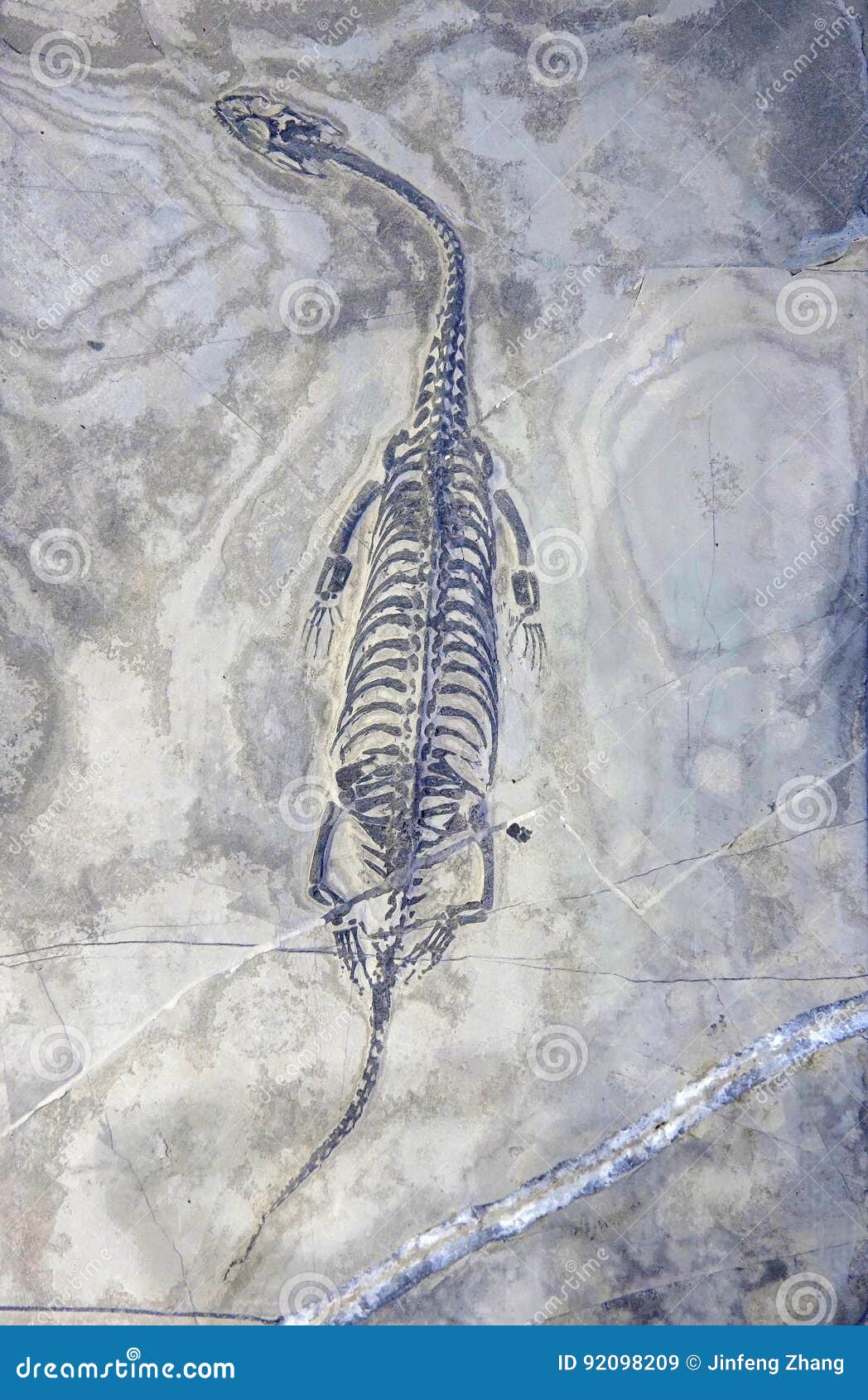 Fossile de dinosaure image stock. Image du roche, dinosaures - 92098209
