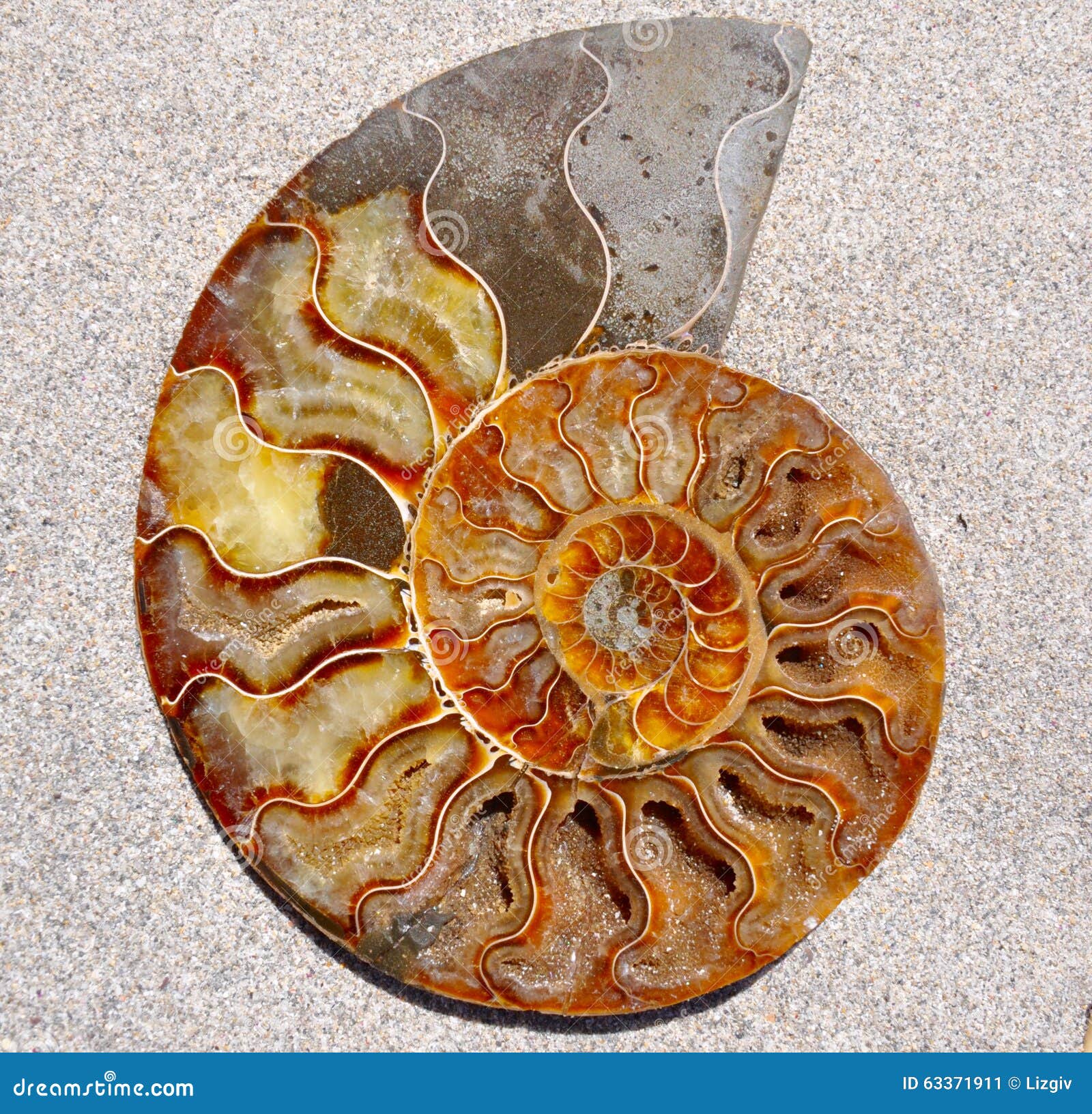 Fossile Shell Dell'ammonite Immagine Stock - Immagine di sfondo, marino ...