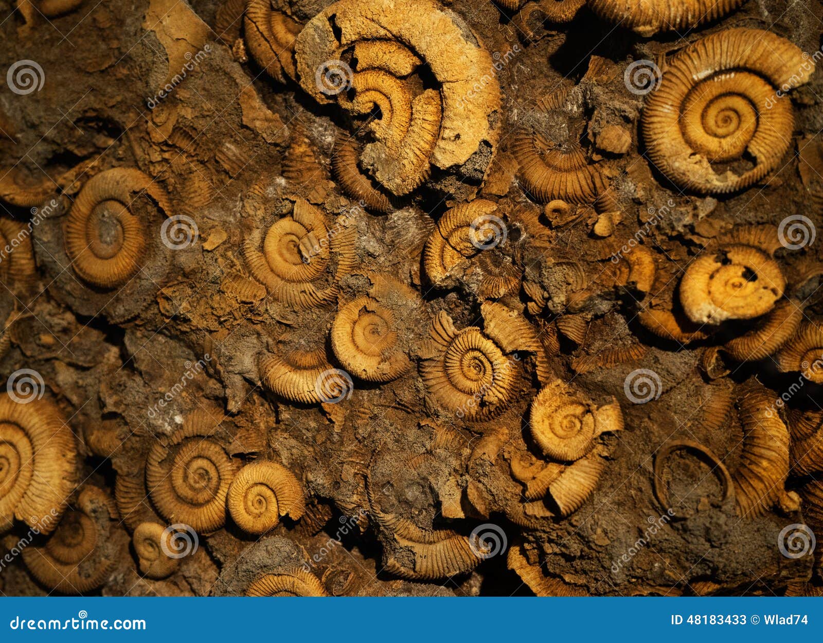 The Fossiles of Ammonites in Rock Stock Image - Image of ammonites ...
