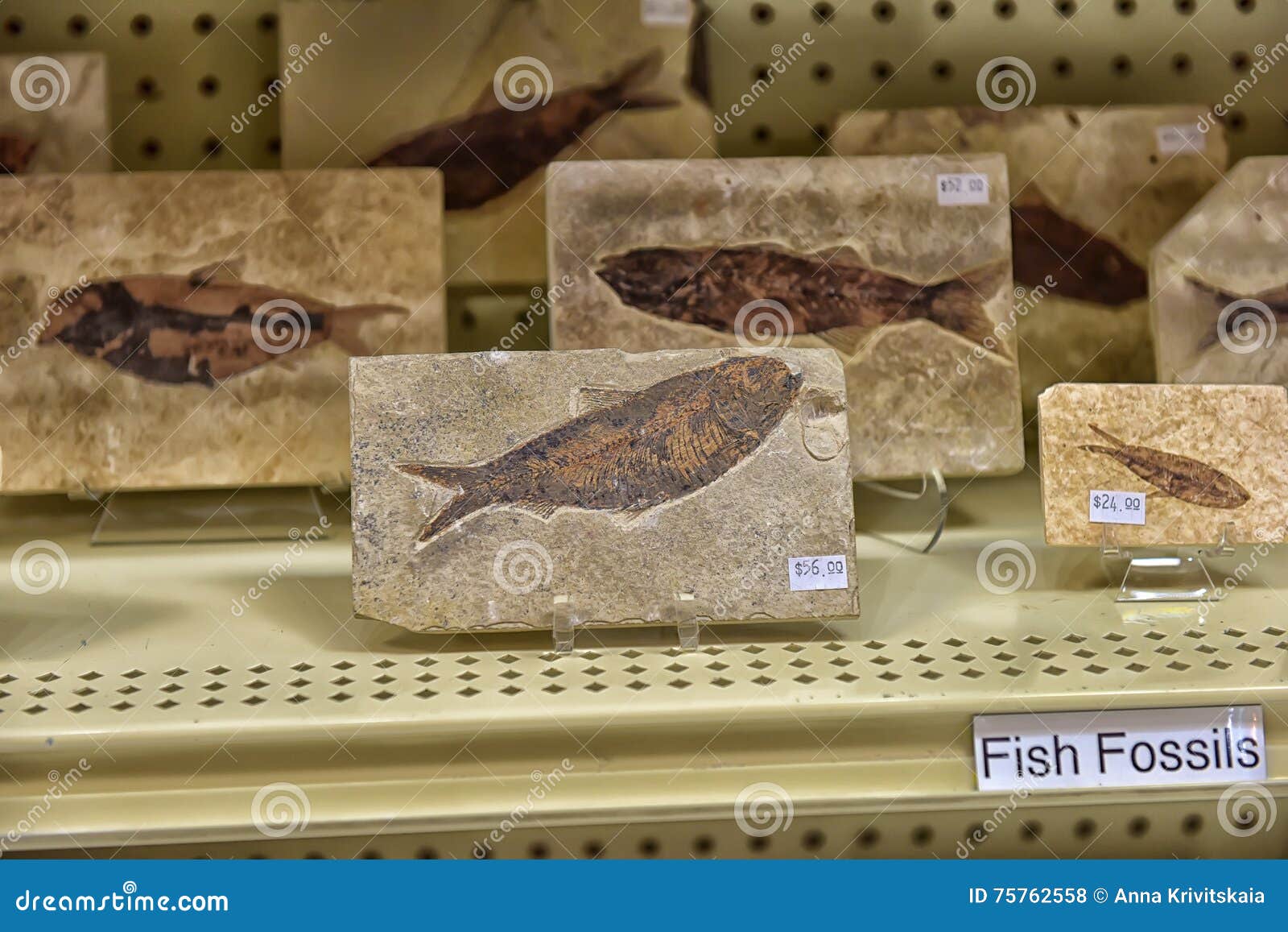 Fossili sulla vendita fotografia stock editoriale. Immagine di pechino ...