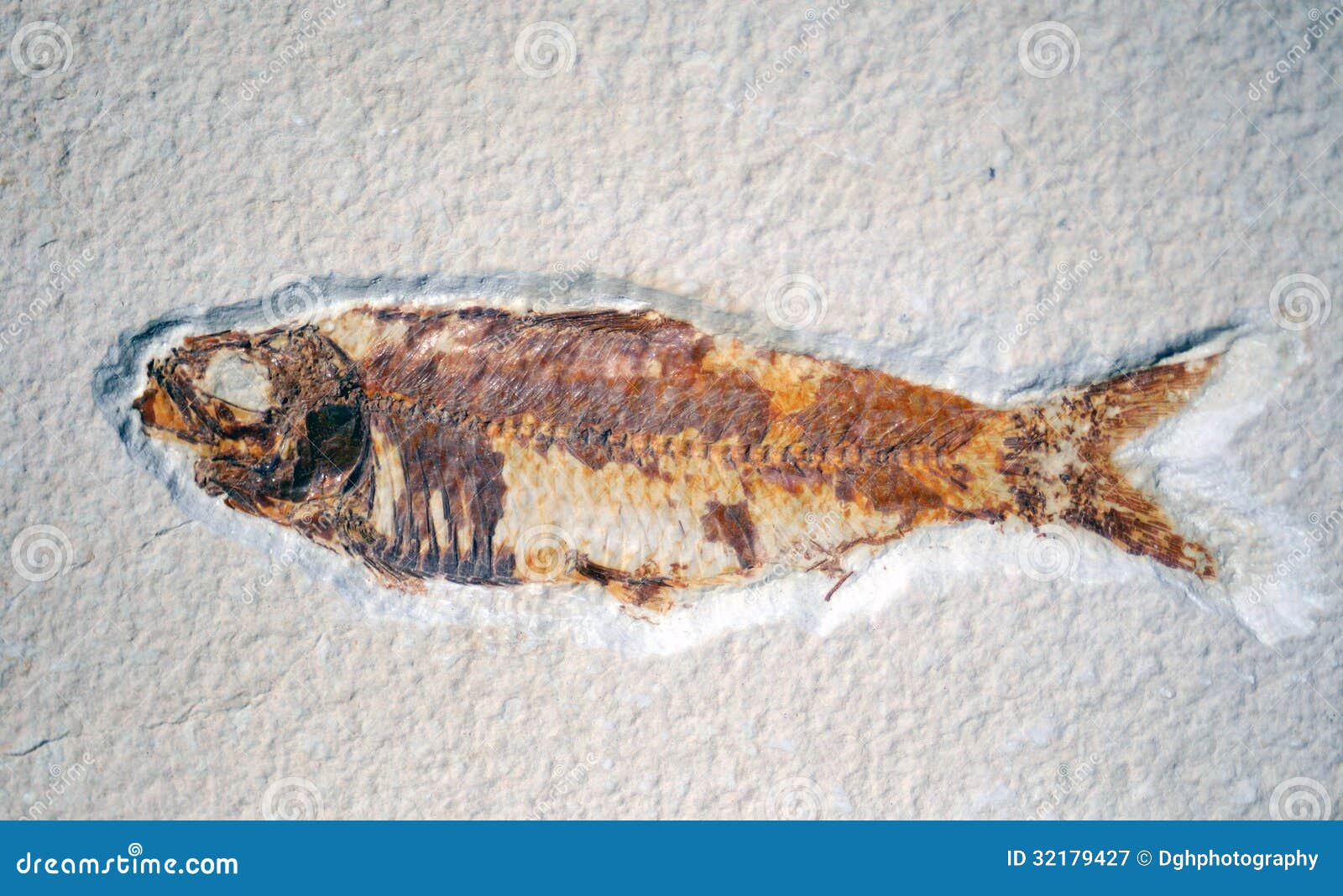 Fossilised fish in stone stock image. Image of marine - 32179427