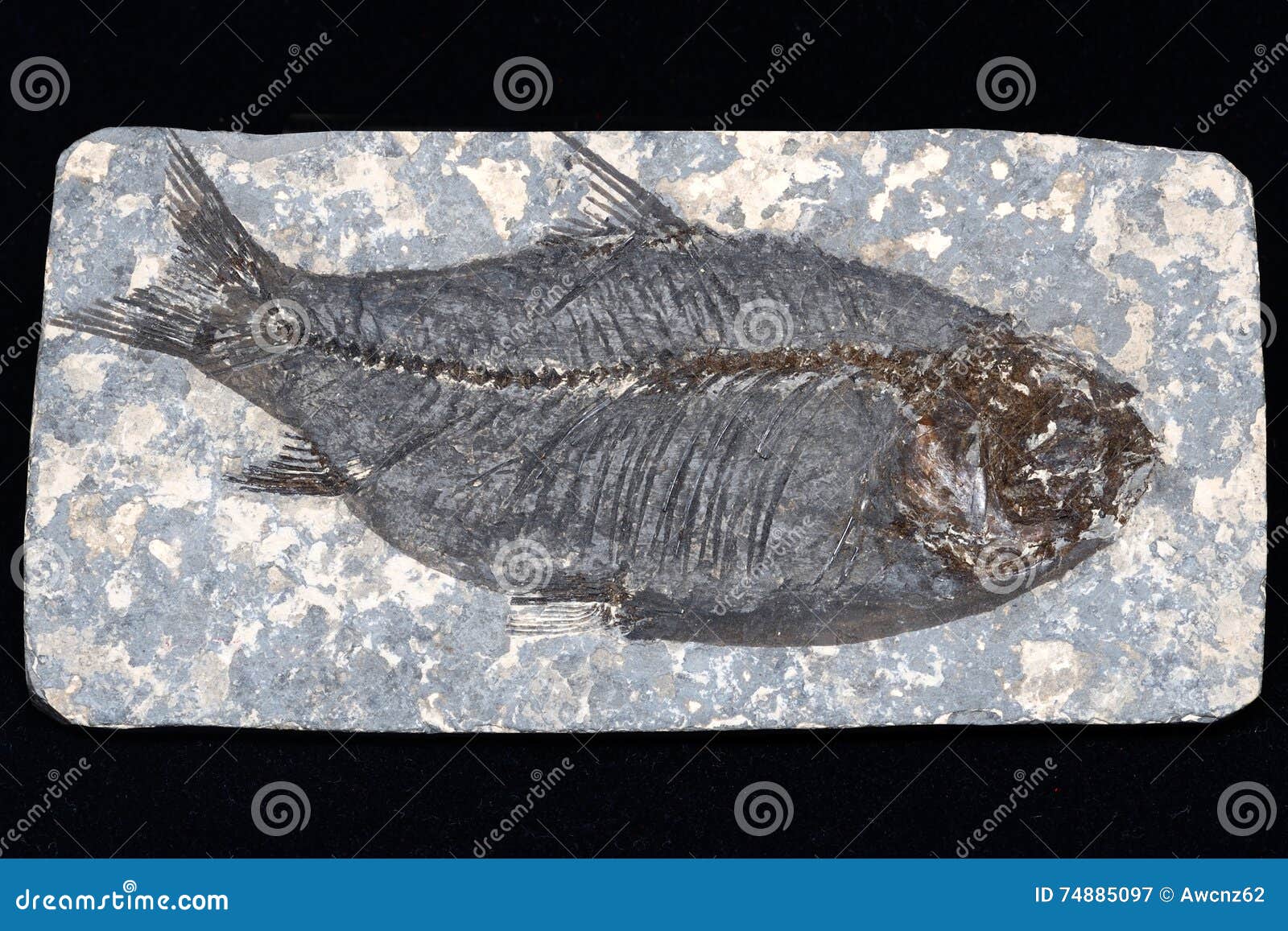 Fossilised fish stock image. Image of extinct, bygone - 74885097