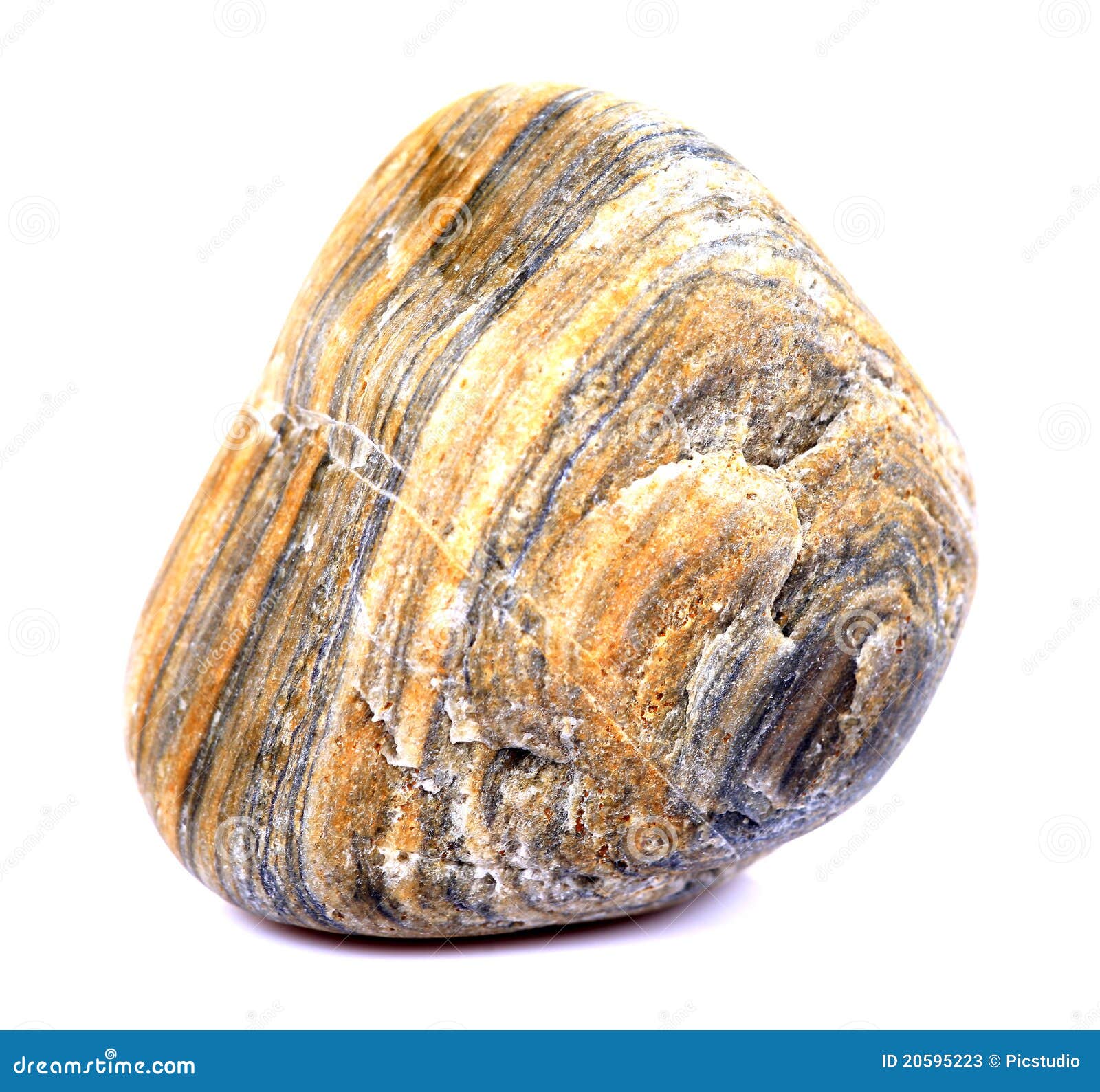 Fossilised rock stock image. Image of stone, still, life - 20595223