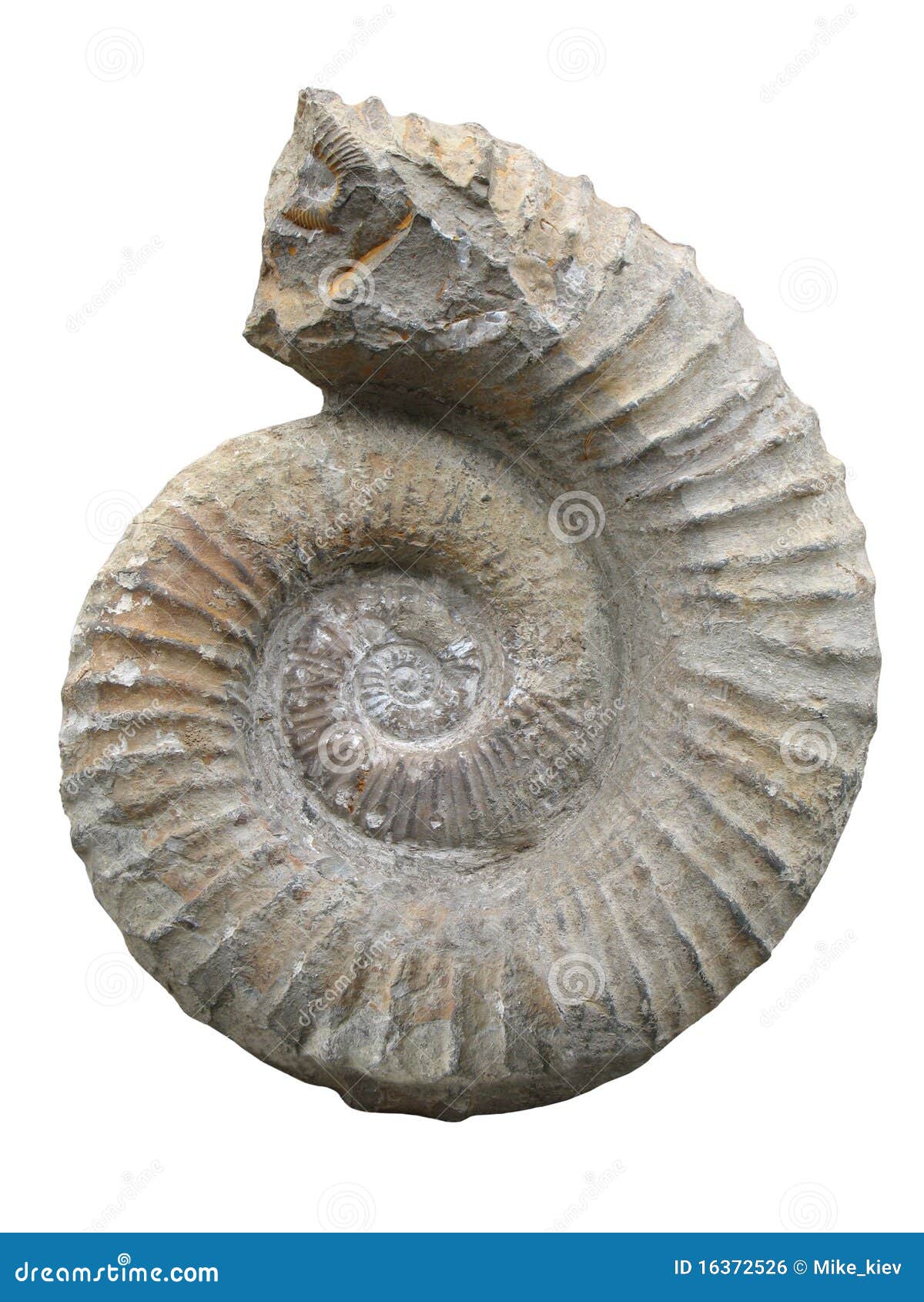 Fossilized Ammonite And Spiral Shell Revealed In X-ray Of Ancient Life ...