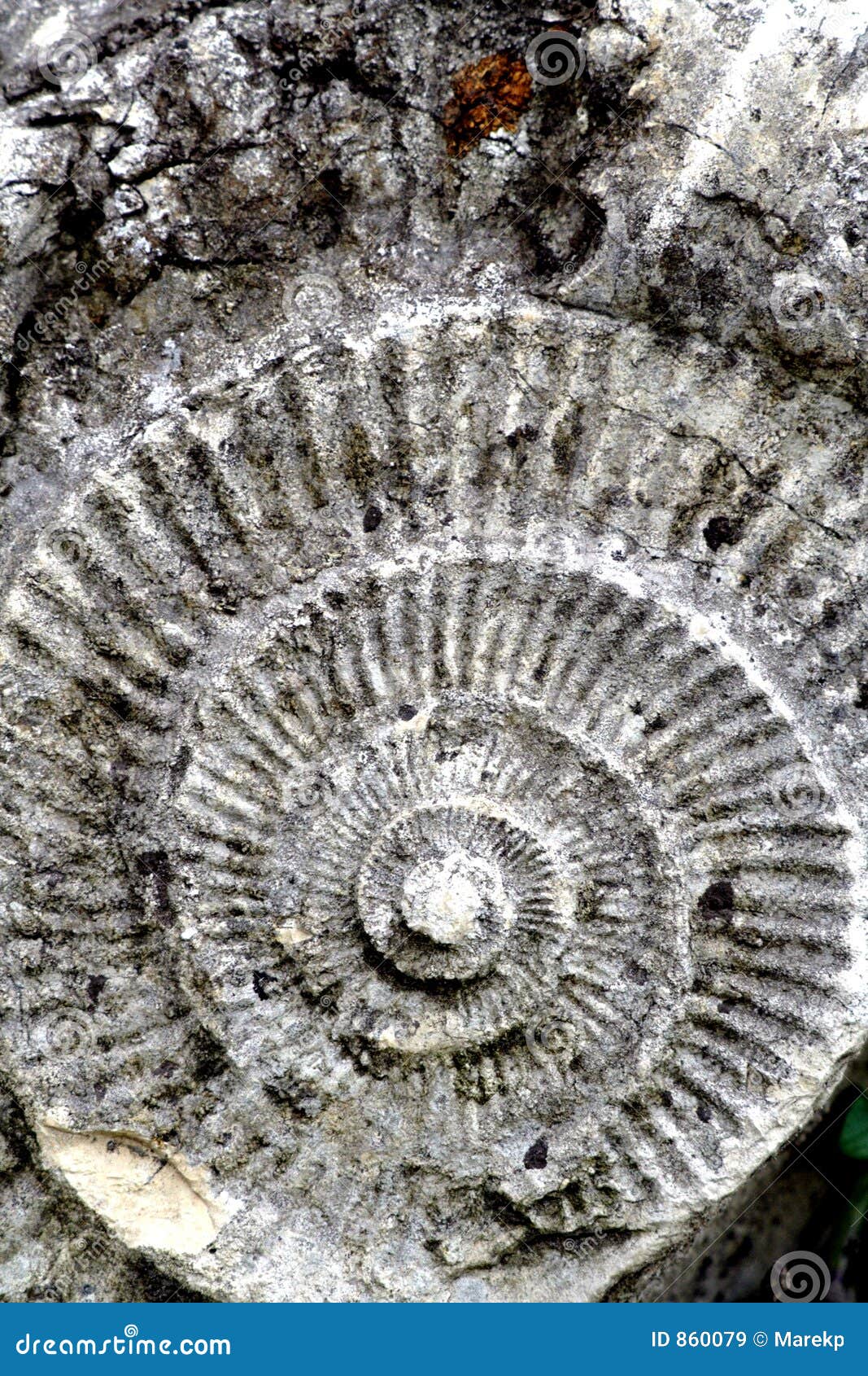 Fossilized Ammonite And Spiral Shell Revealed In X-ray Of Ancient Life ...