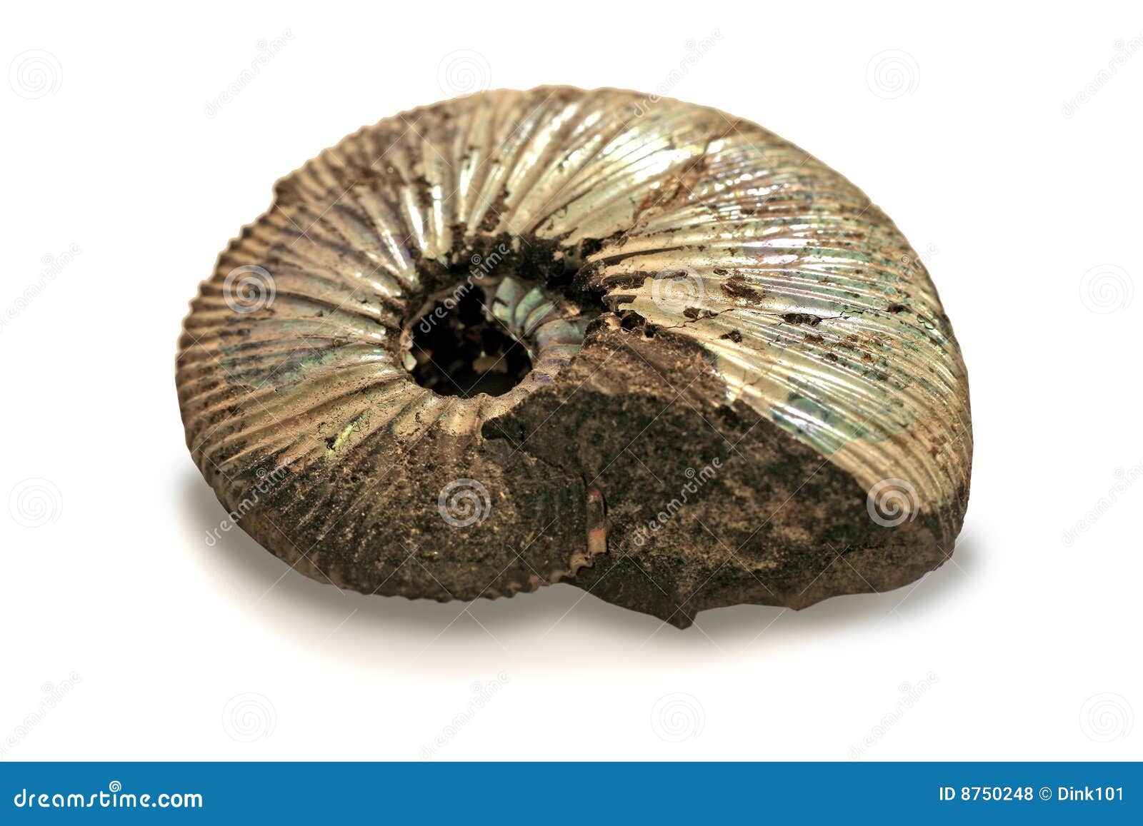 Fossilized Ammonite And Spiral Shell Revealed In X-ray Of Ancient Life ...