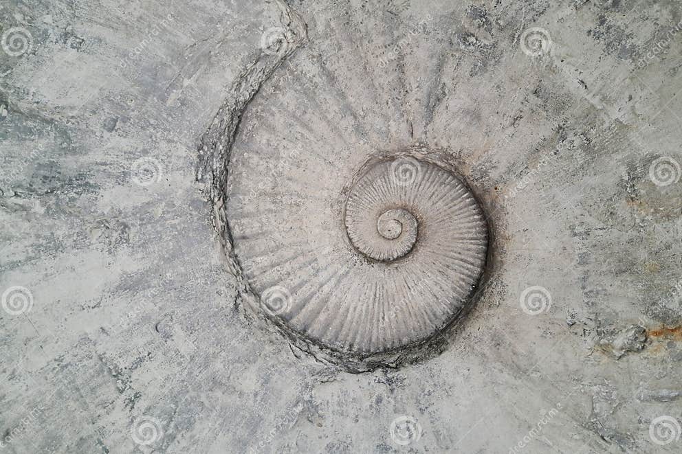A Fossilized Ammonite Embedded in a Rough, Textured Stone Surface ...