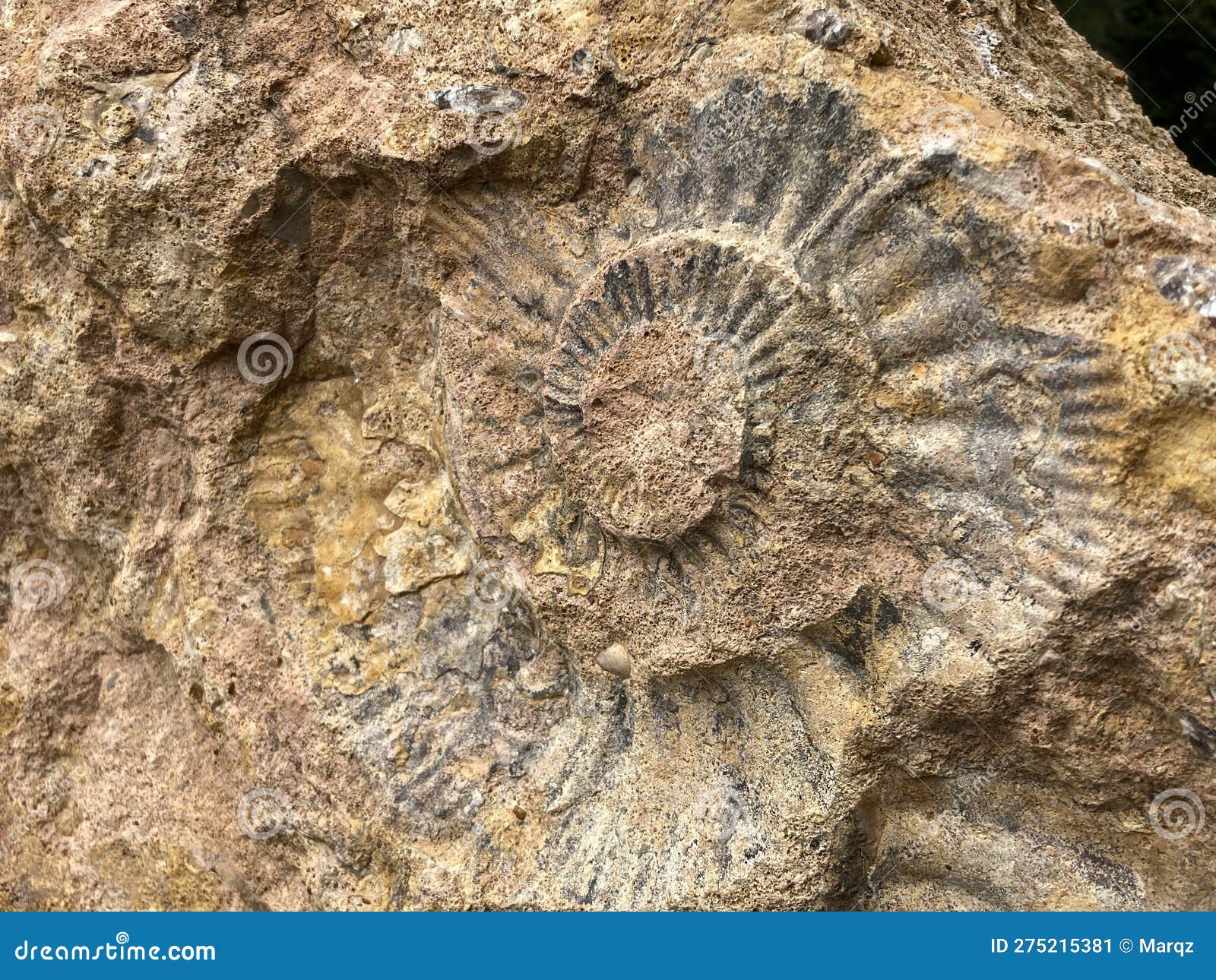Fossilized Ammonite And Spiral Shell X-ray Revealing Ancient Marine ...