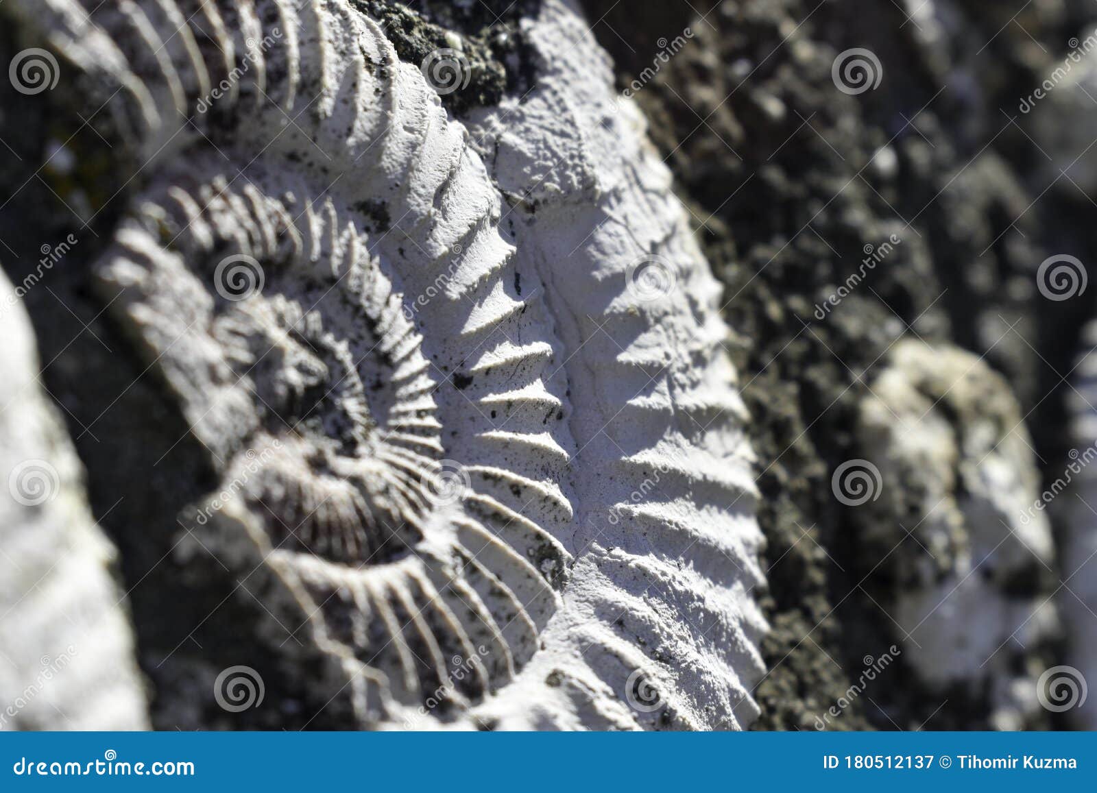 A Fossilized Ammonite in a Limestone Stock Image - Image of life ...