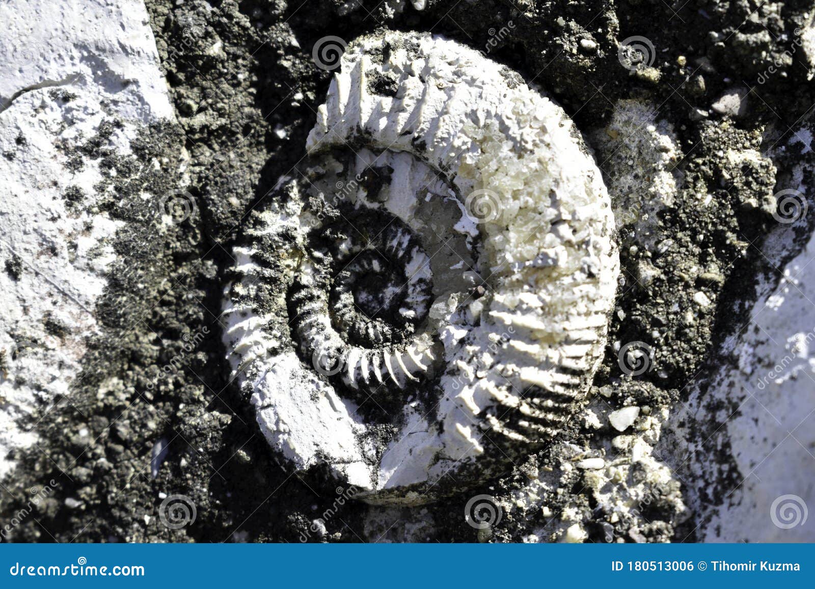 A Fossilized Ammonite in a Limestone Stock Photo - Image of cretaceous ...