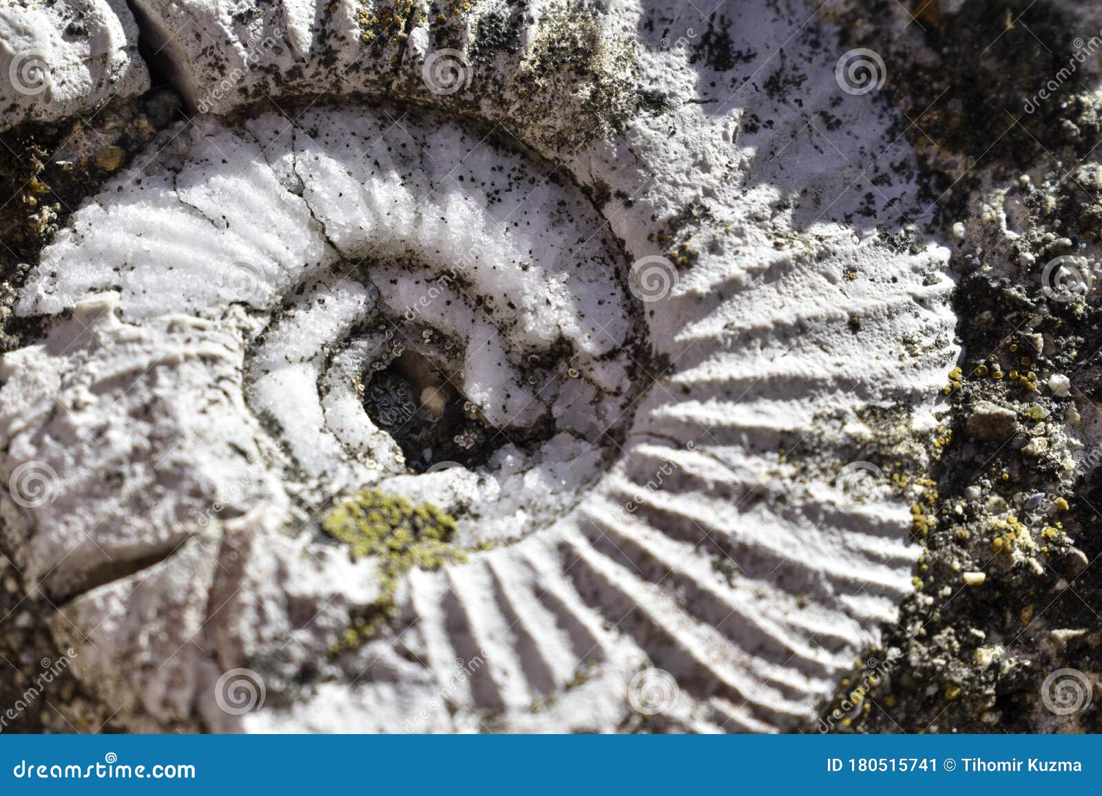 A Fossilized Ammonite in a Limestone Stock Image - Image of ancient ...