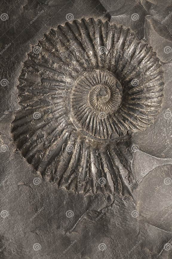 Fossilized Ammonite Shell, Saligram Stone Stock Photo - Image of ...