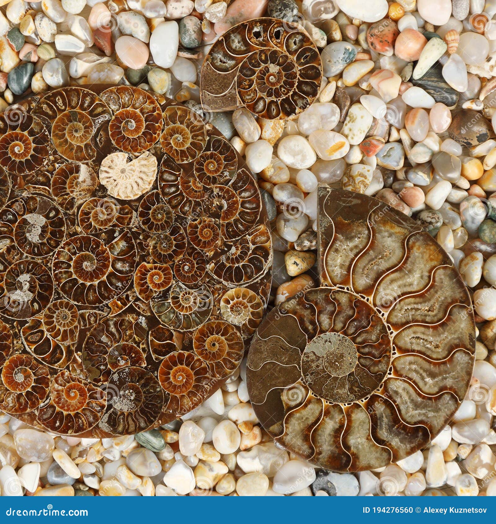 Fossilized Ammonites - Ancient Molluscs of the Order Cephalopods Stock ...