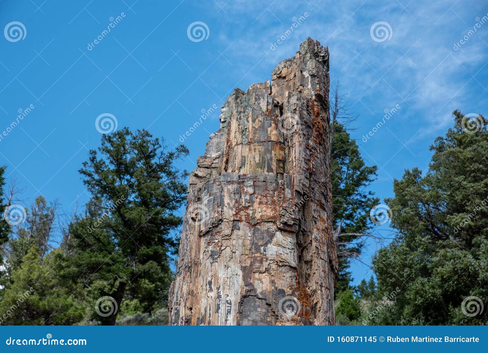 Fossilized ancient tree stock image. Image of geyser - 160871145