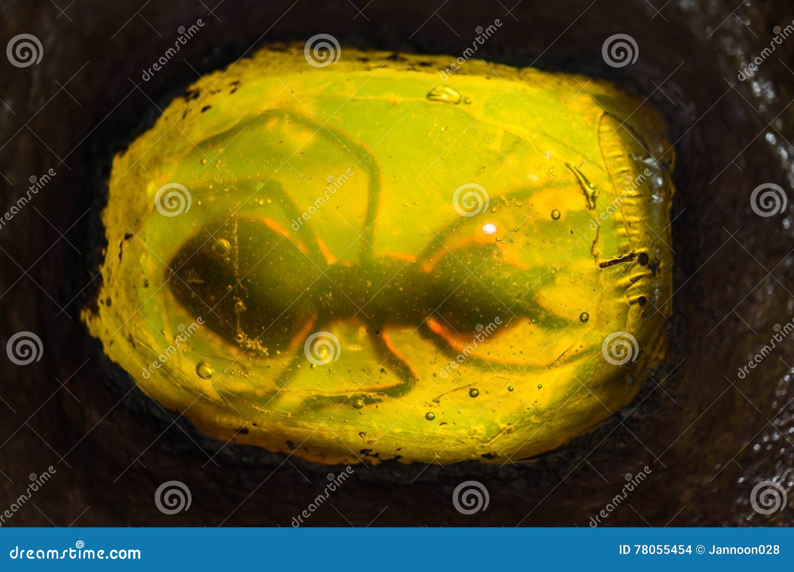 Fossilized Baltic Amber with Insect Inside . Stock Photo - Image of ...