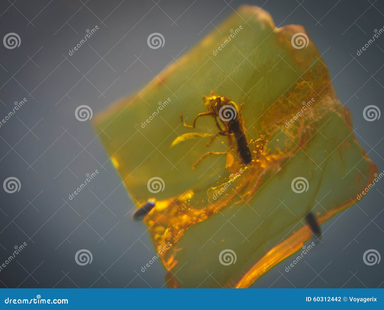 Fossilized Baltic Amber with Insect Inside Stock Photo - Image of ...