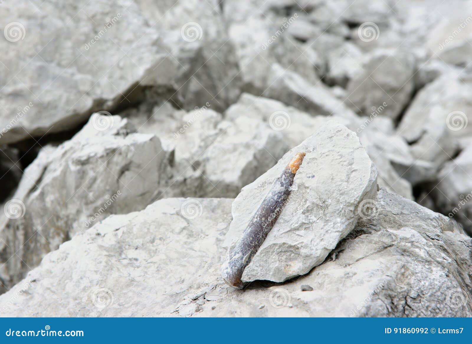 Fossilized Belemnite in Chalk Rock Stock Photo - Image of fossil ...