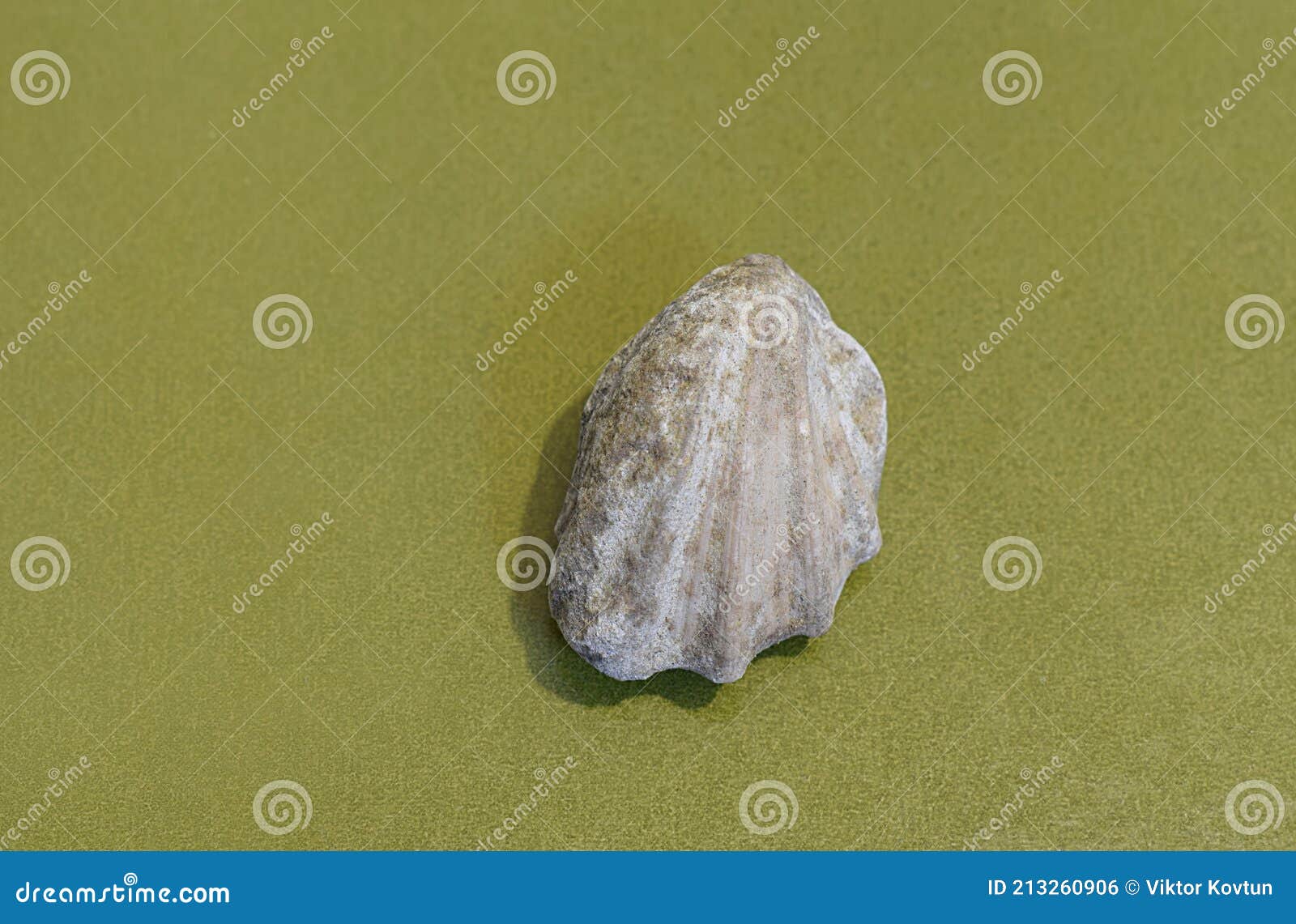 Fossilized Bivalve Shell from Cretaceous Sandstones Stock Photo - Image ...