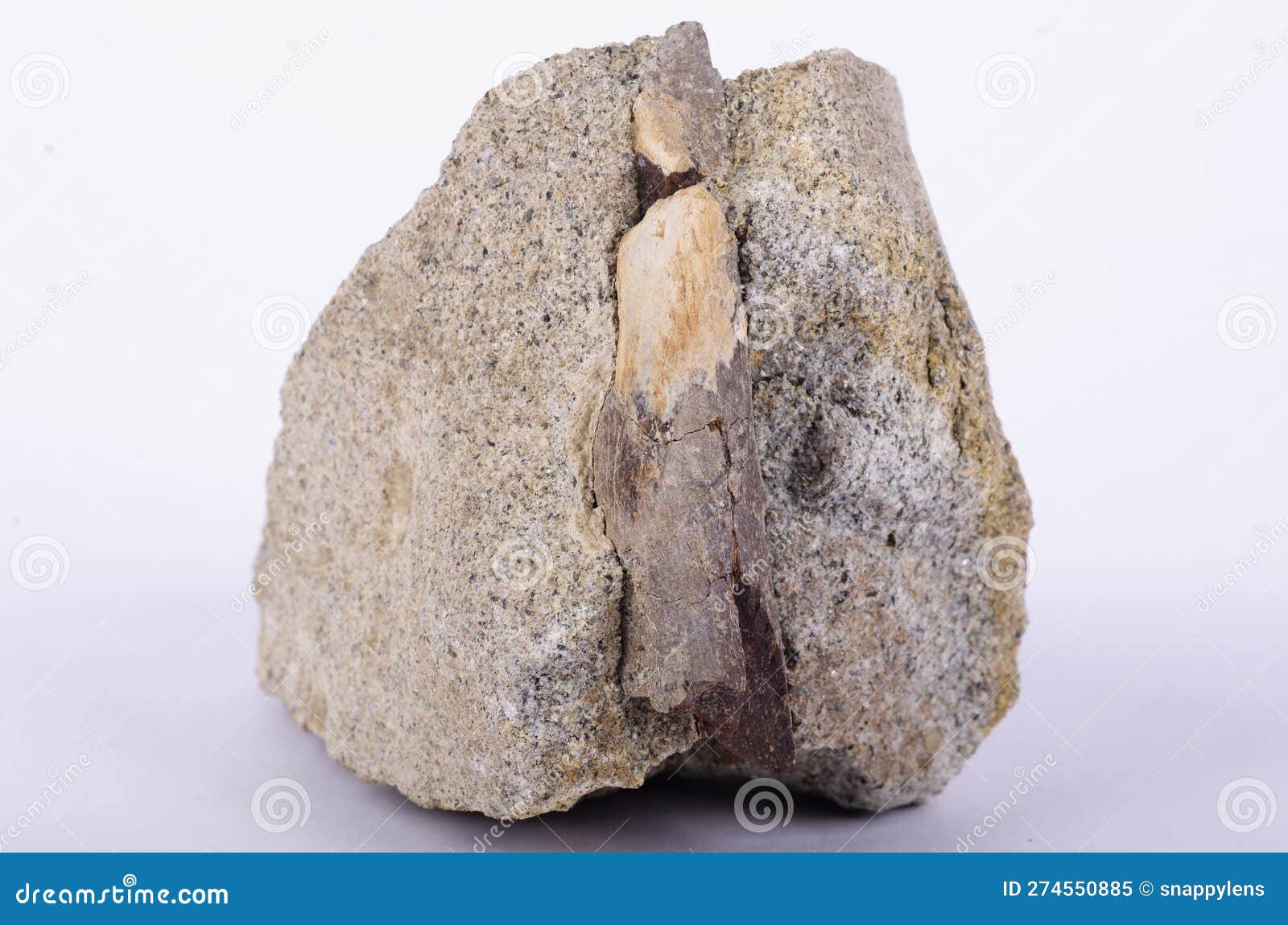 A Fossilized Bone Embedded Rock Stock Image - Image of food, iron ...