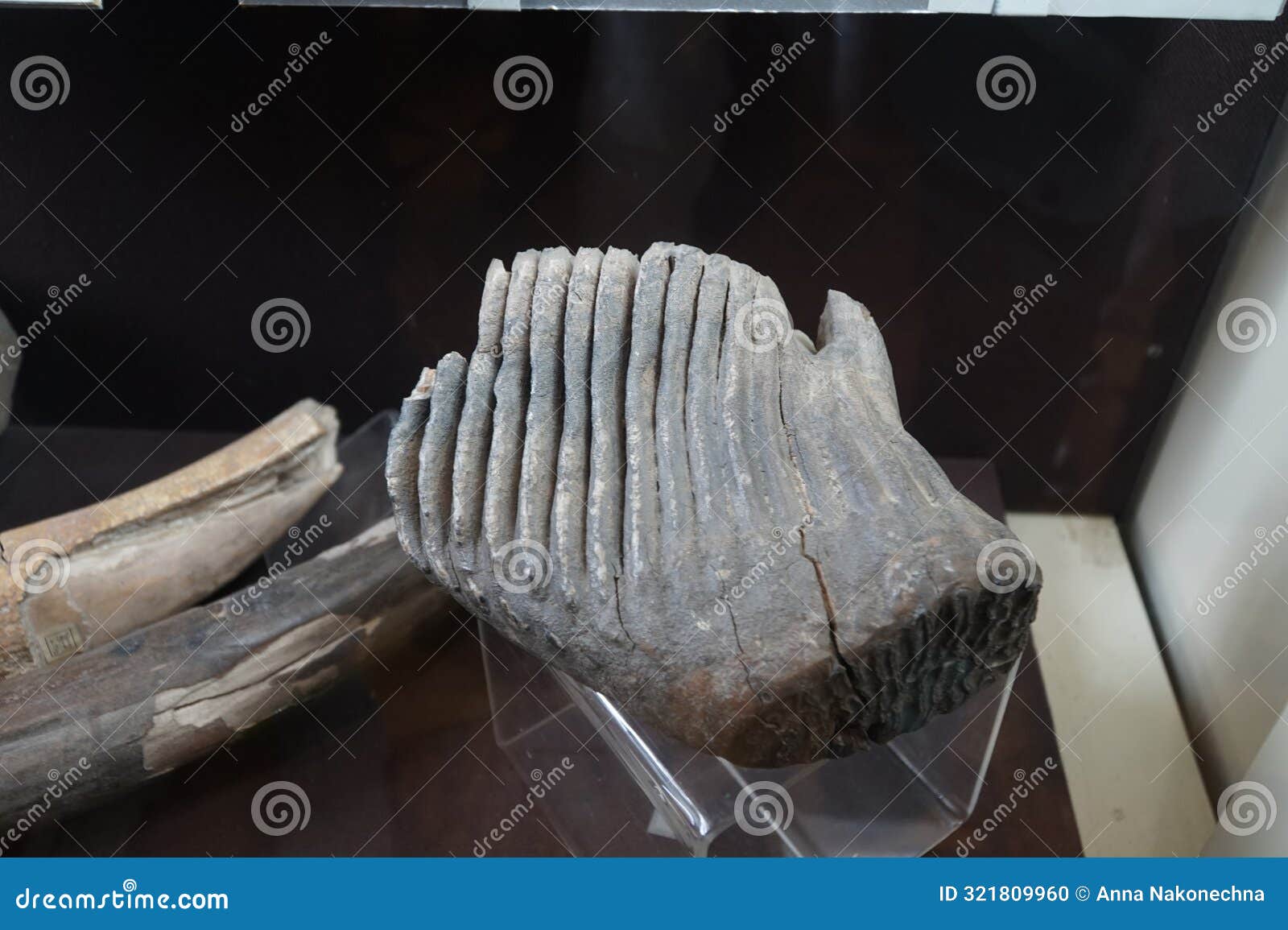 Fossilized Bones of Ancient Animals Stock Photo - Image of shellfish ...