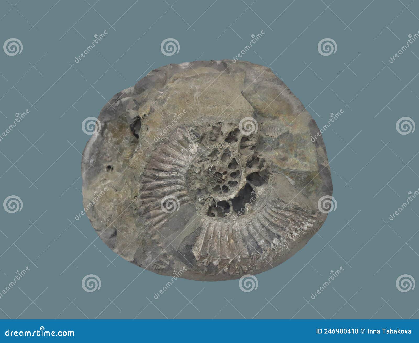 Fossilized shell stock photo. Image of petrified, isolated - 246980418