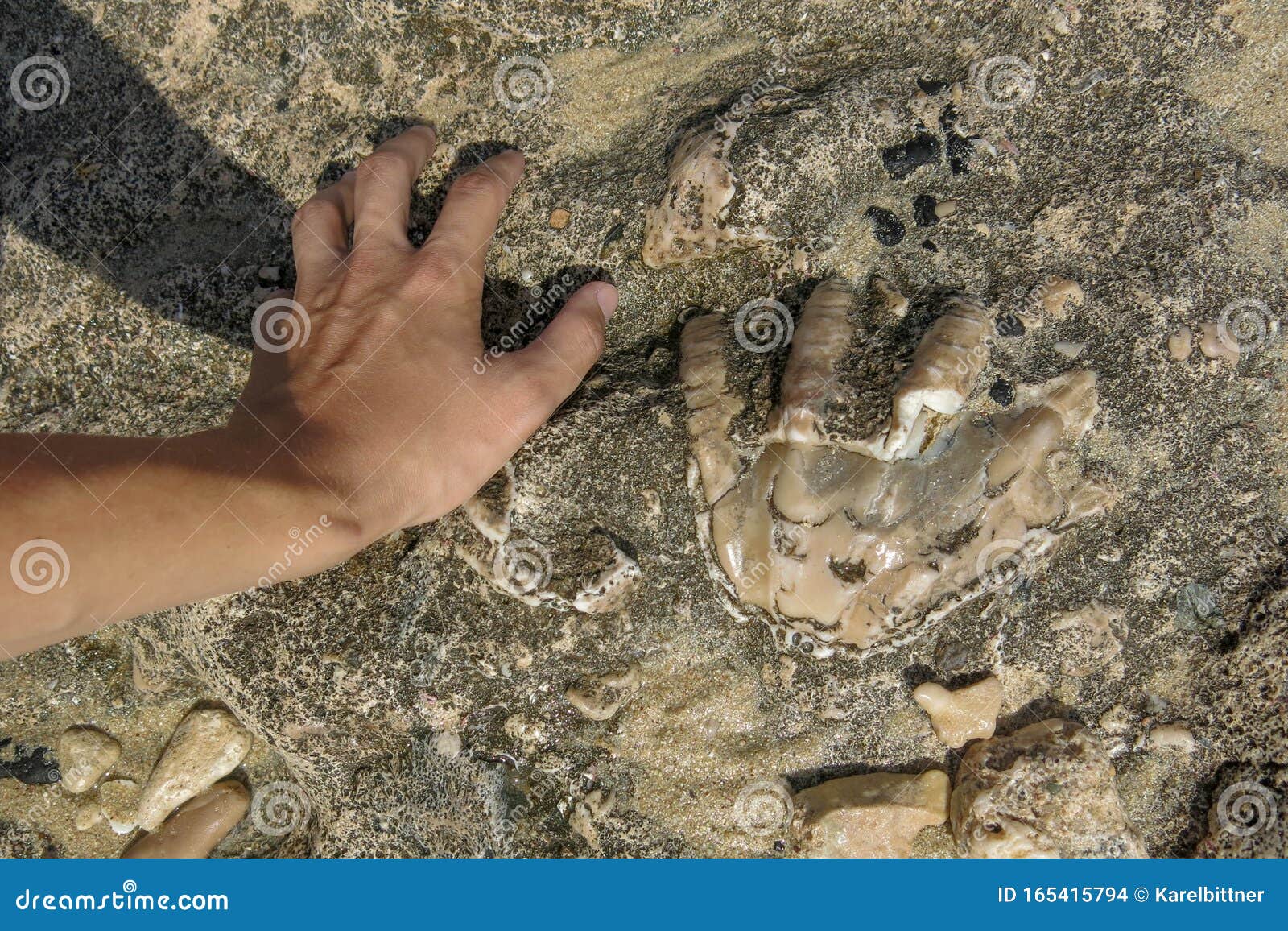 A Fossilized Conch Shell in a Cliff on the Red Sea in Egypt ...