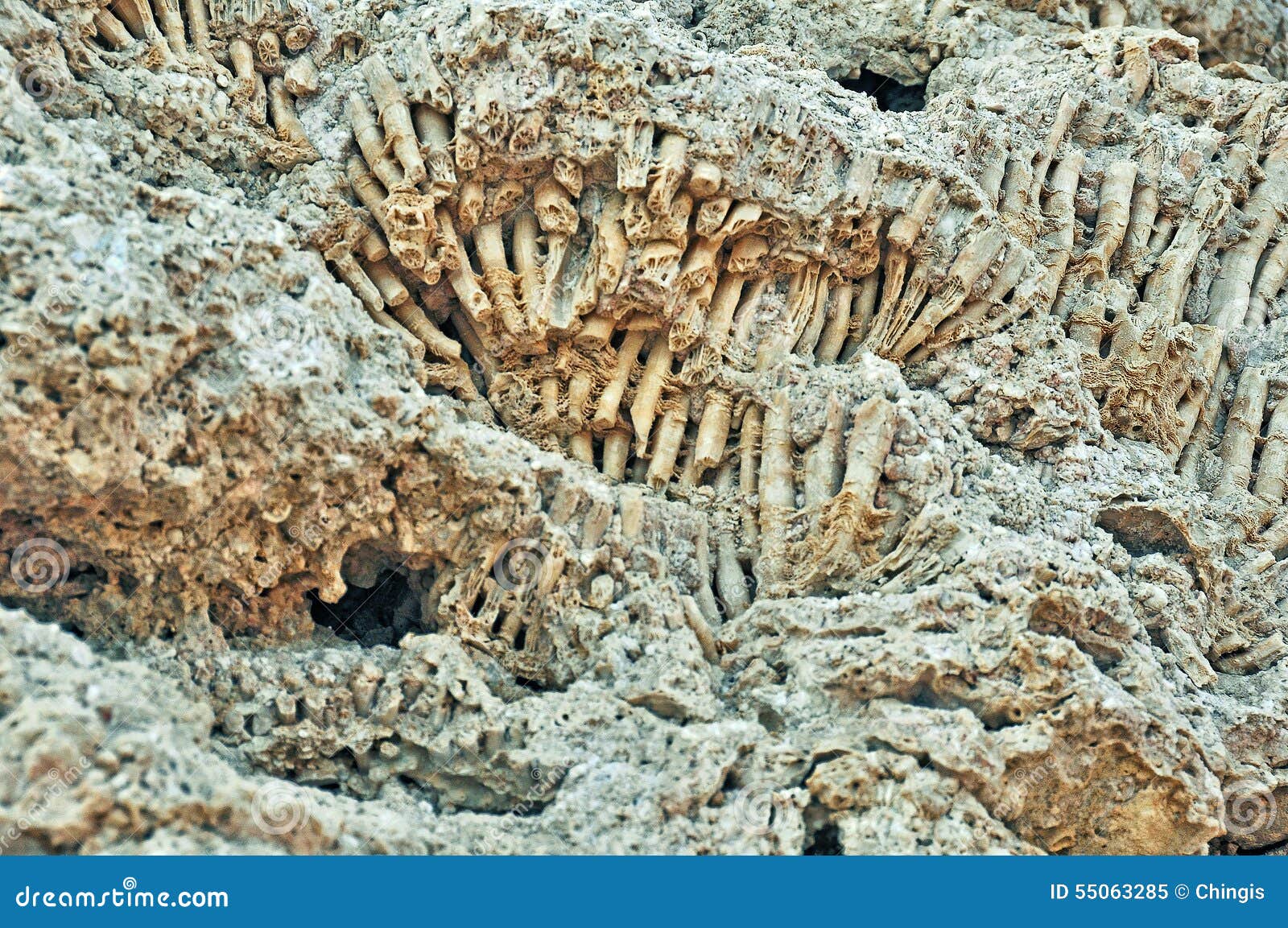 Fossilized Coral Deposits after the Tide in the Red Sea Stock Image ...