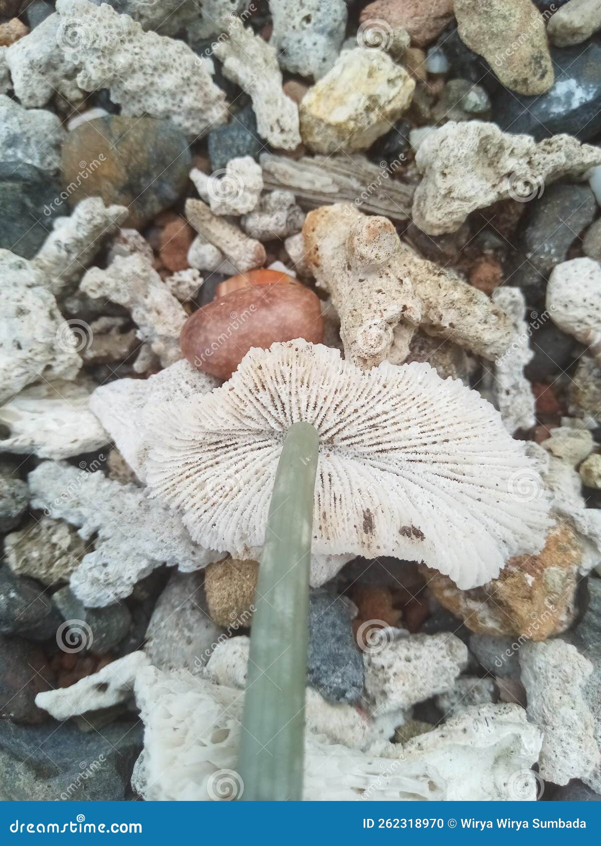 Fossilized Coral Reefs Washed Up on Morowali Beach Stock Photo - Image ...