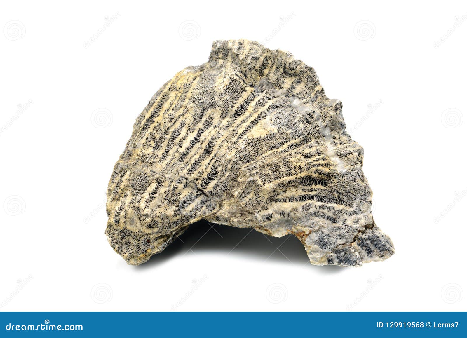 Fossilized Coral Stone on White Isolated Background Stock Photo - Image ...