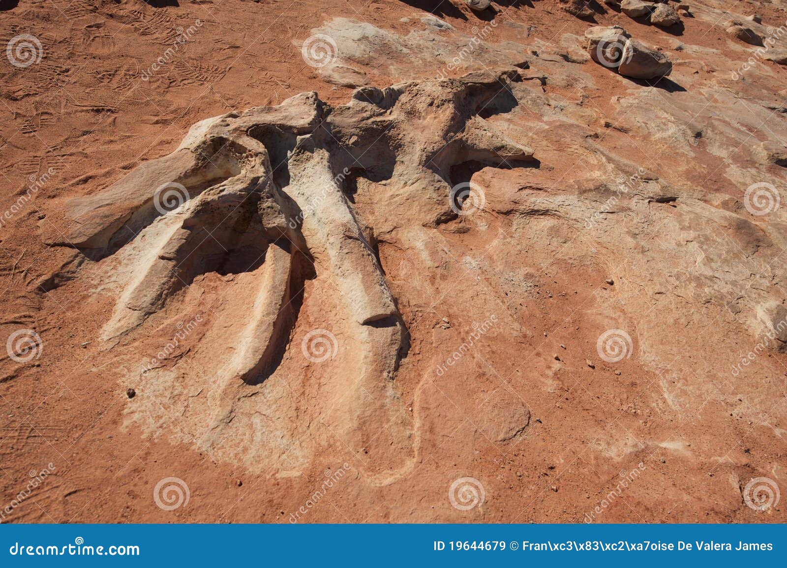 Fossilized Dinosaur Skeleton Detail Stock Image - Image of bones, bone ...